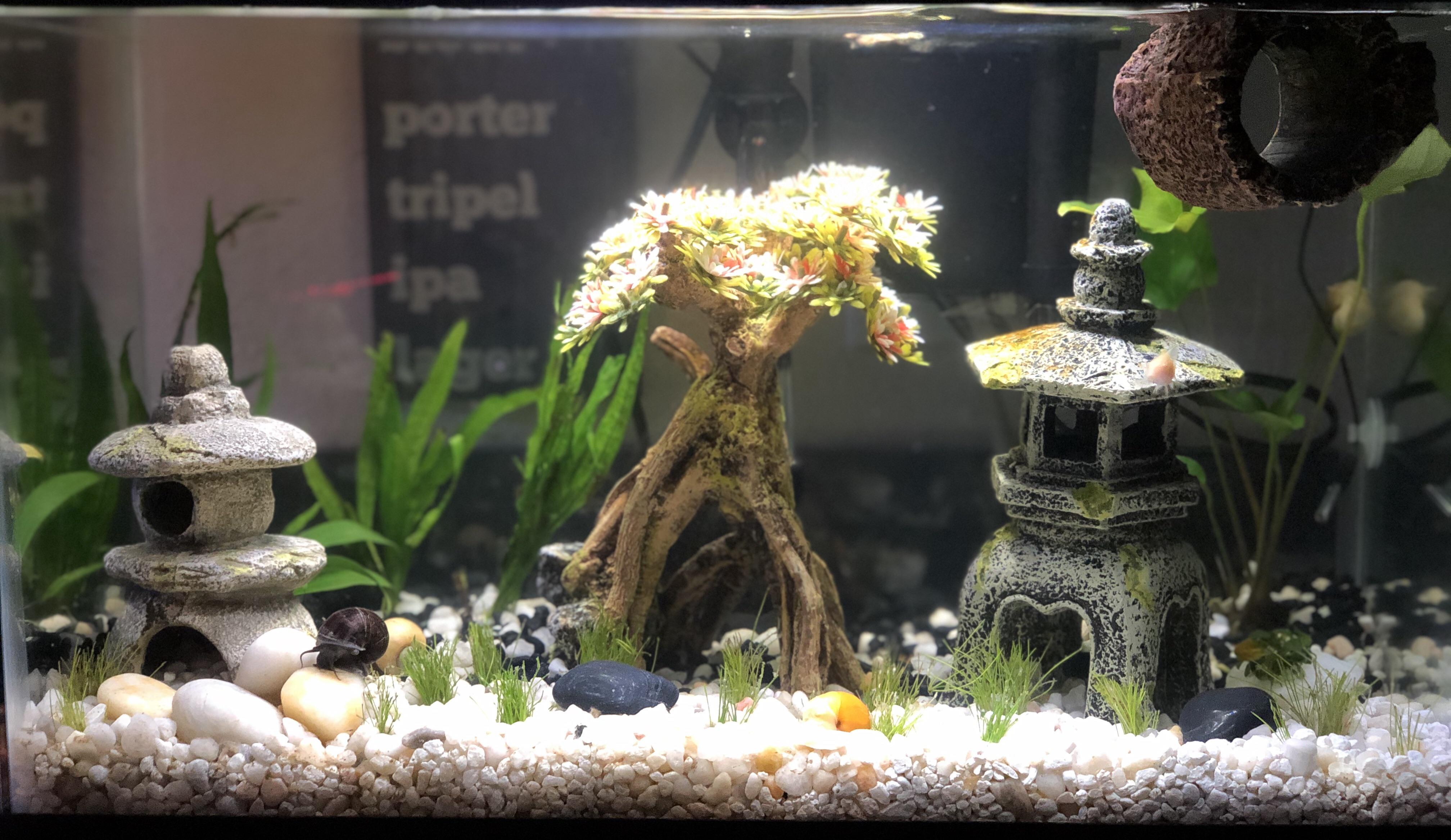 New layout for Greg (the Betta) | Scrolller
