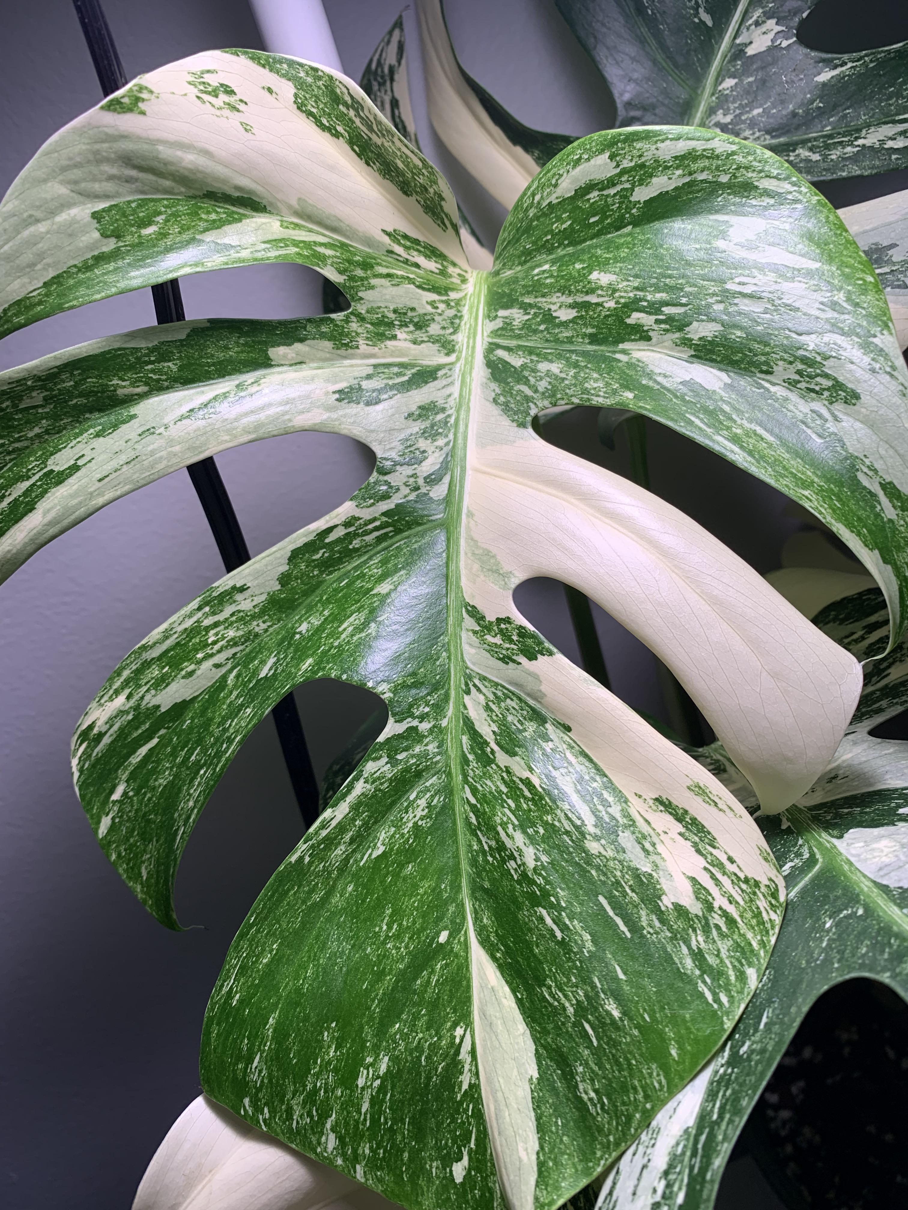 New leaf 🙌 | Scrolller