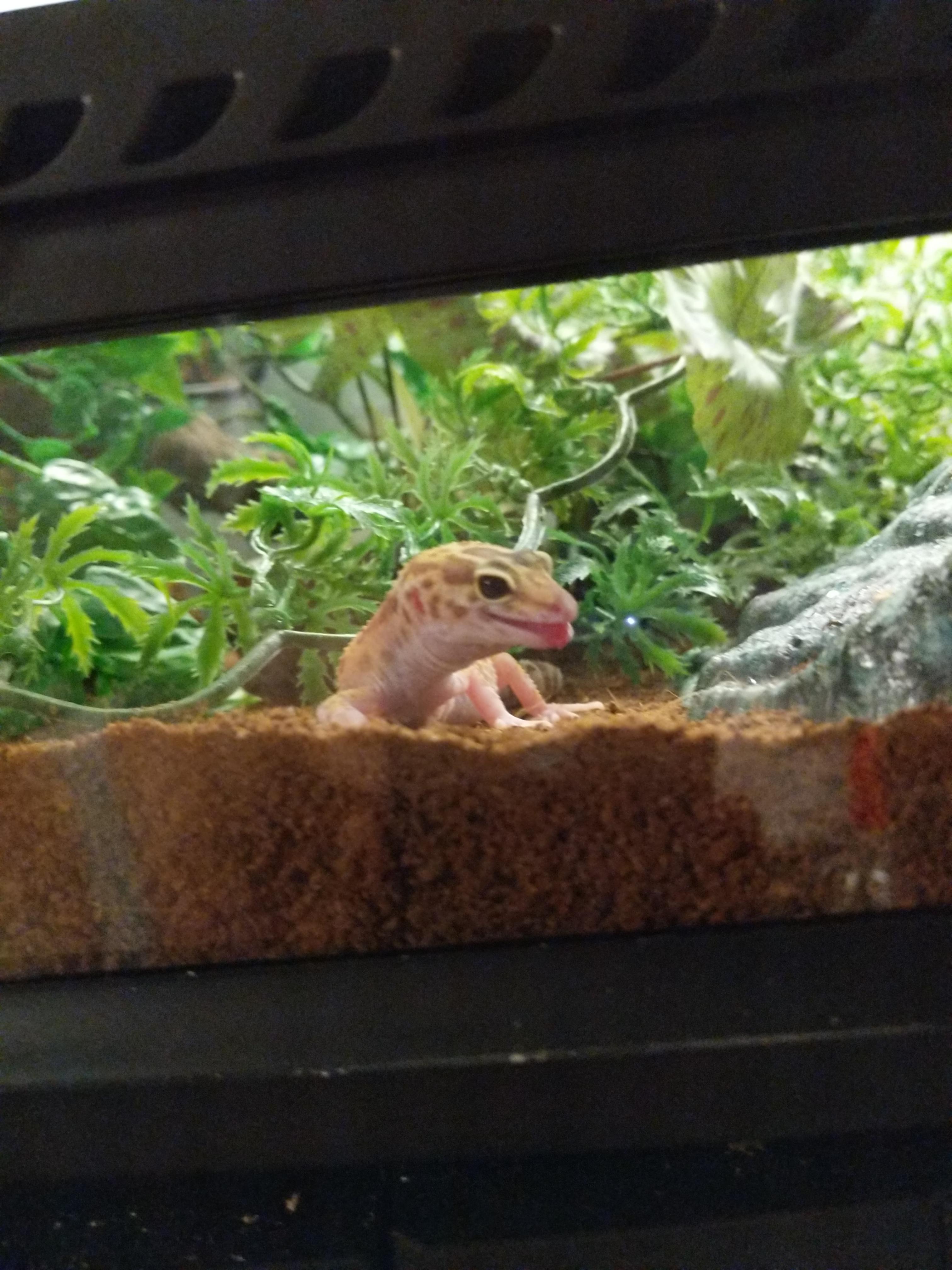 New leopard gecko owner!! | Scrolller