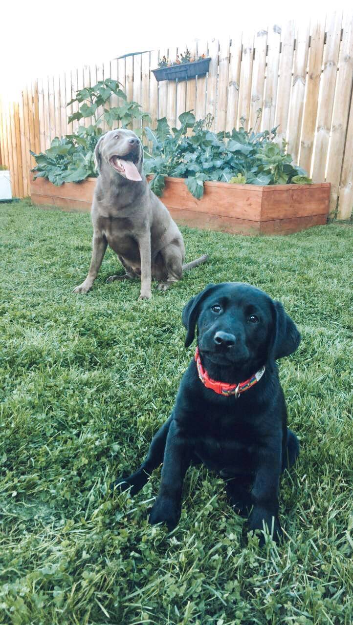 New pals! - Gilmour and Molly | Scrolller