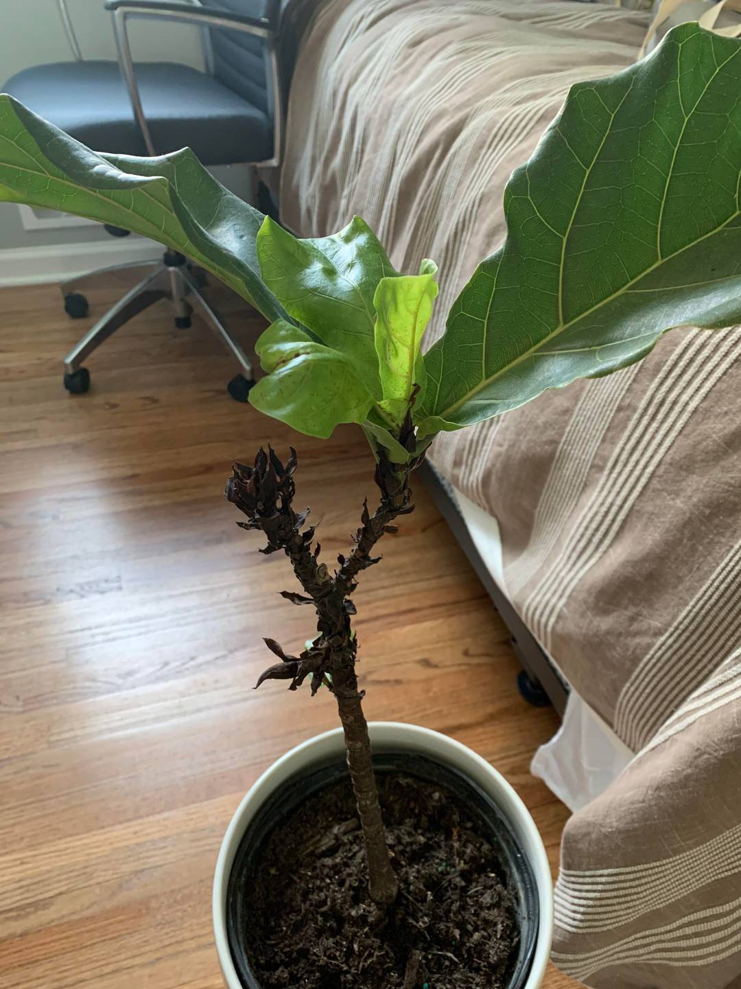 New plant dad: is my fiddle leaf salvageable!? | Scrolller