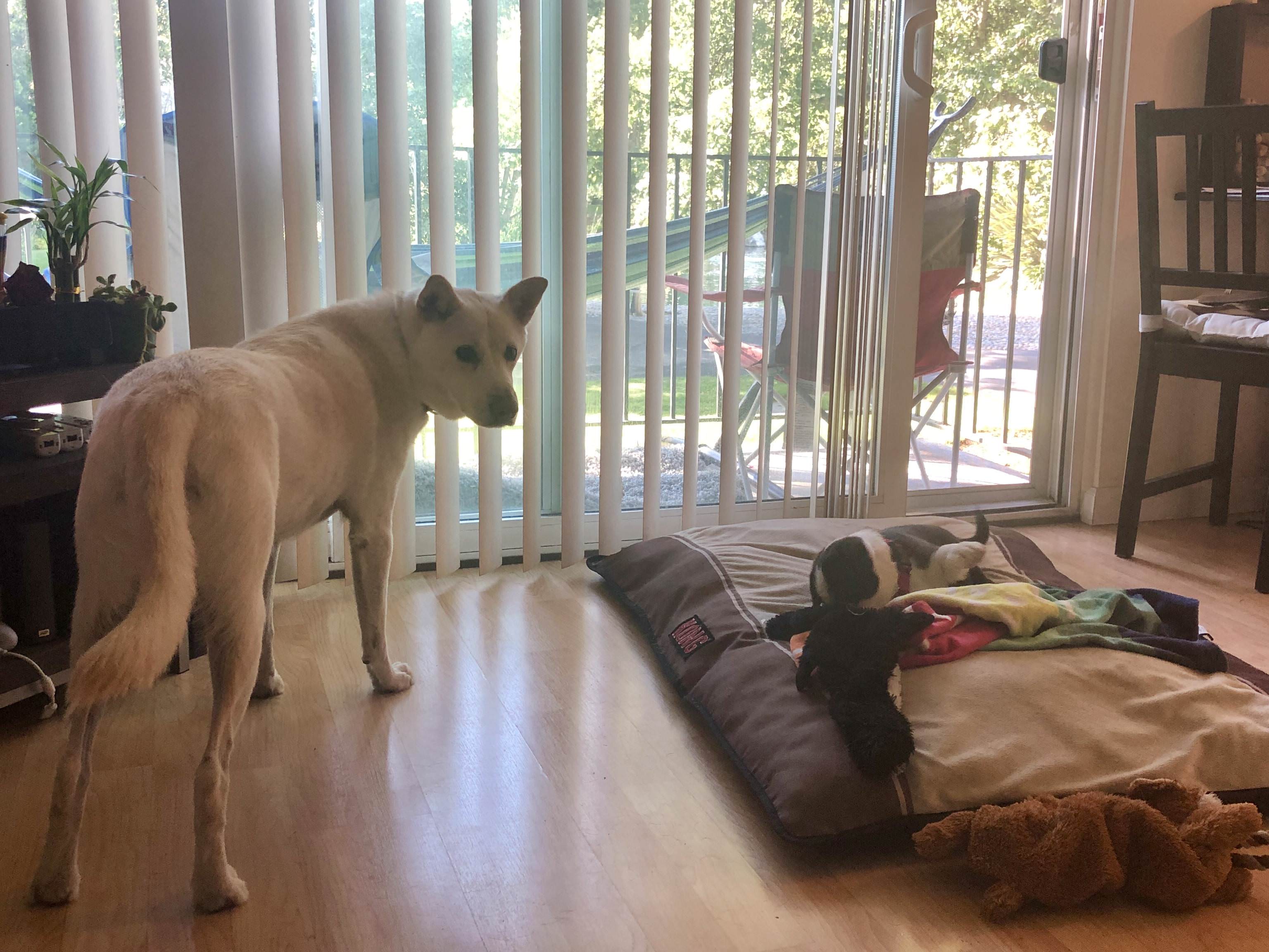 New puppy claiming ownership | Scrolller