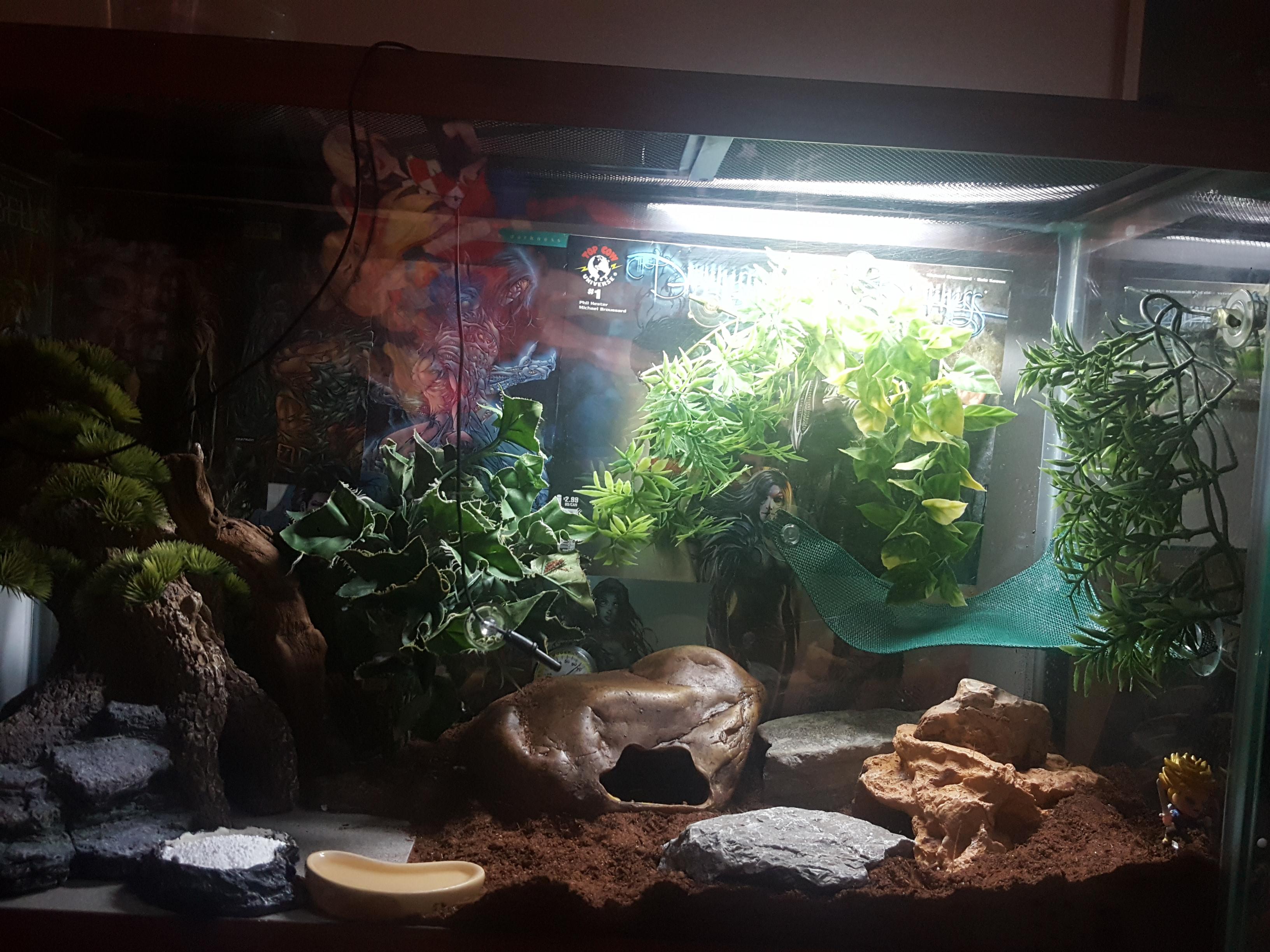New upgrade for my adult leopard gecko | Scrolller