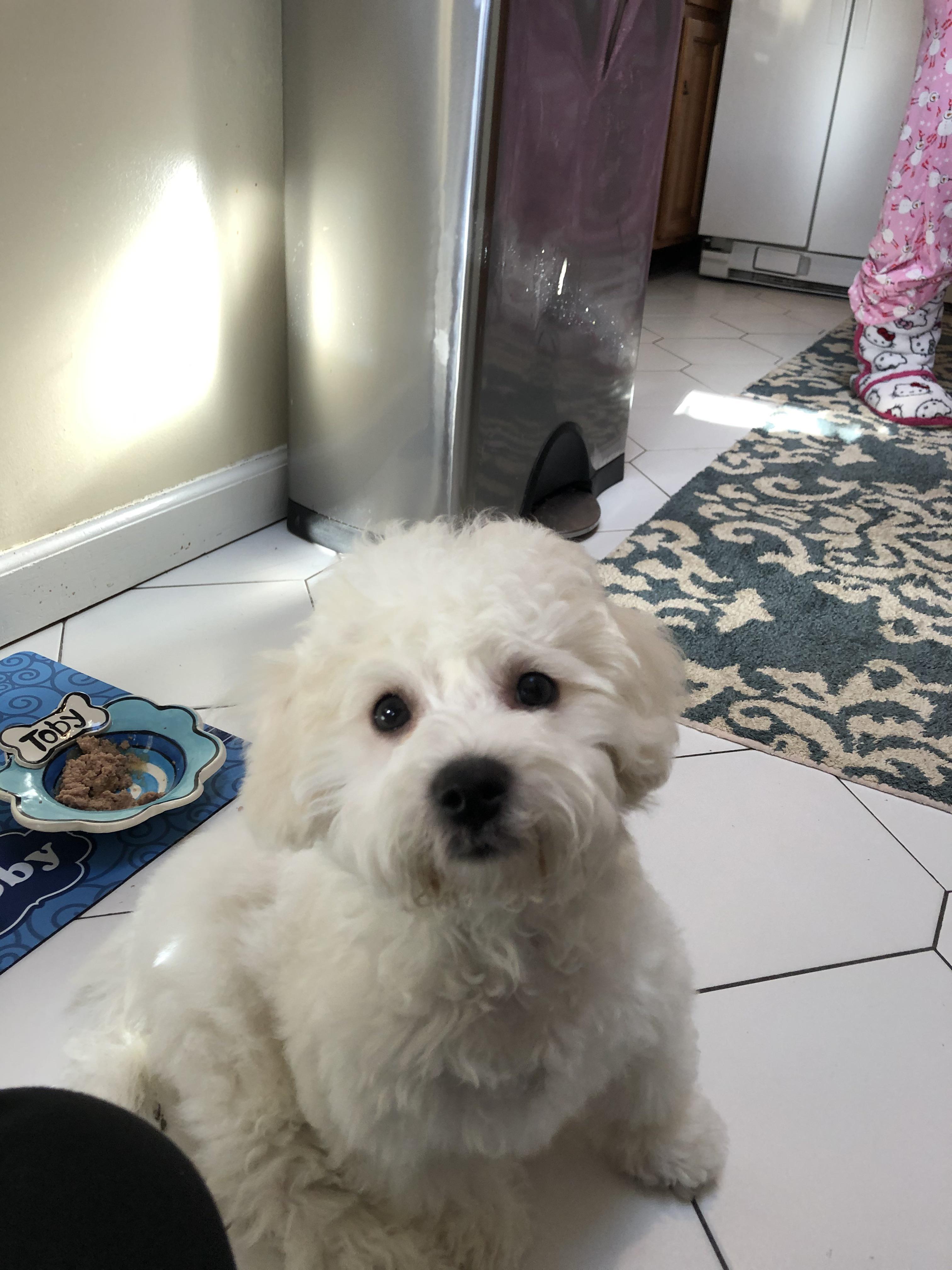 New year new puppy! Meet Toby the Bichon Frisée | Scrolller