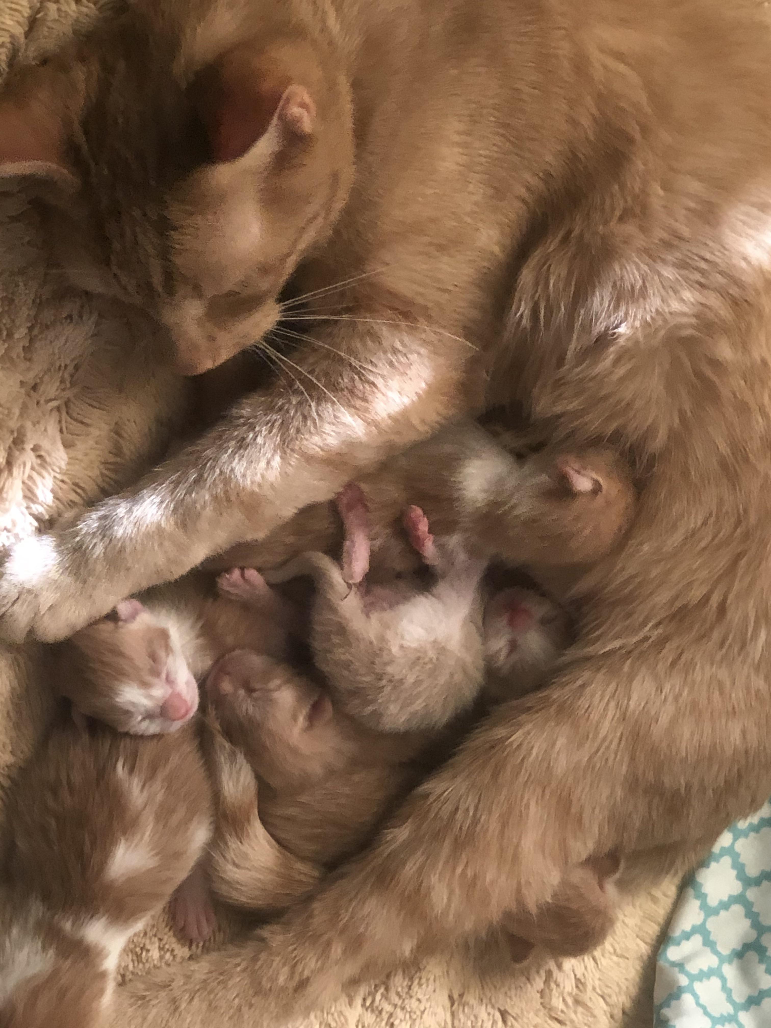 Newborn kittens | Scrolller