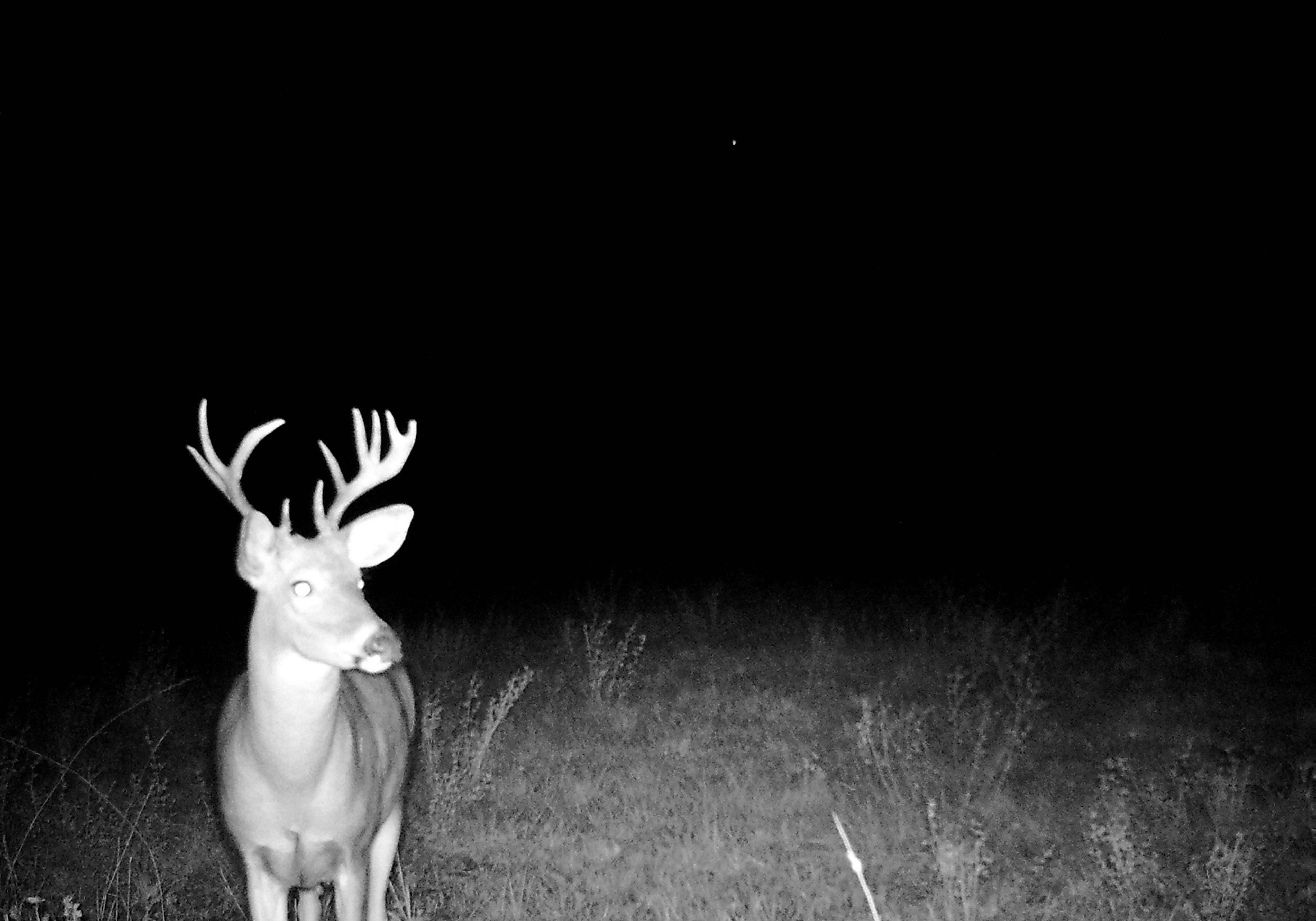 Nice little whitetail caught on the trail camera | Scrolller