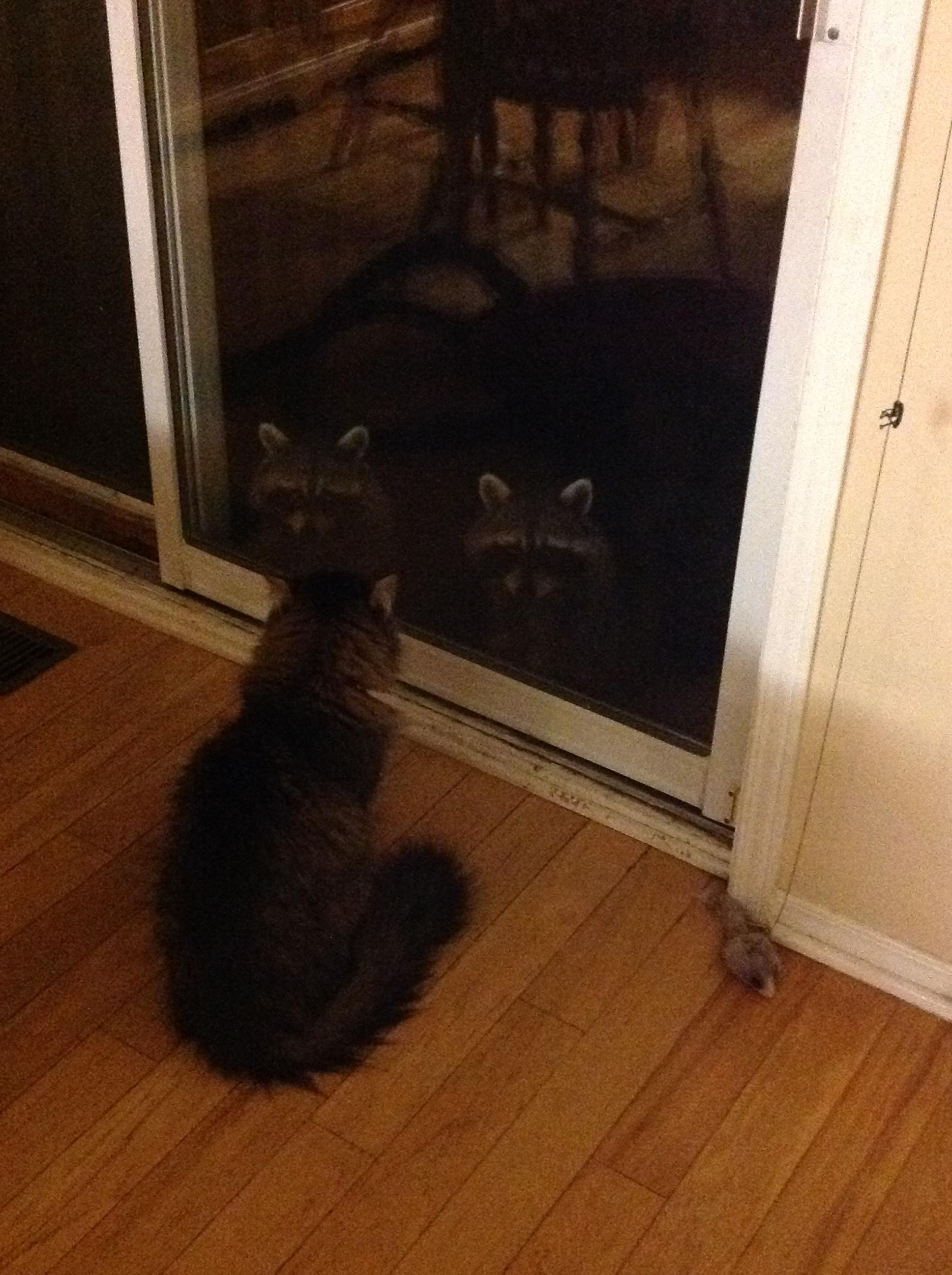 Nighttime security cat intimidating the intruders | Scrolller