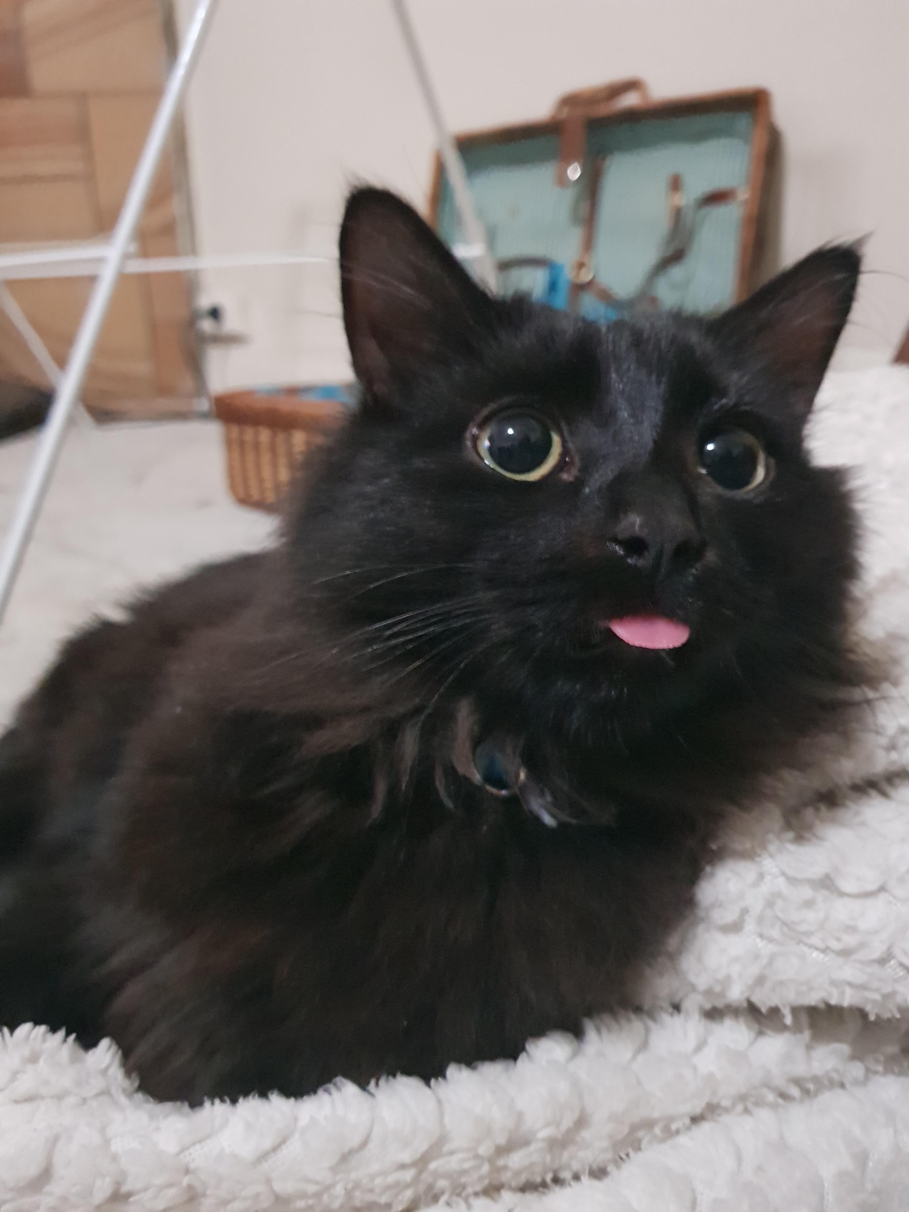 Nimbus' First Ever Blep | Scrolller