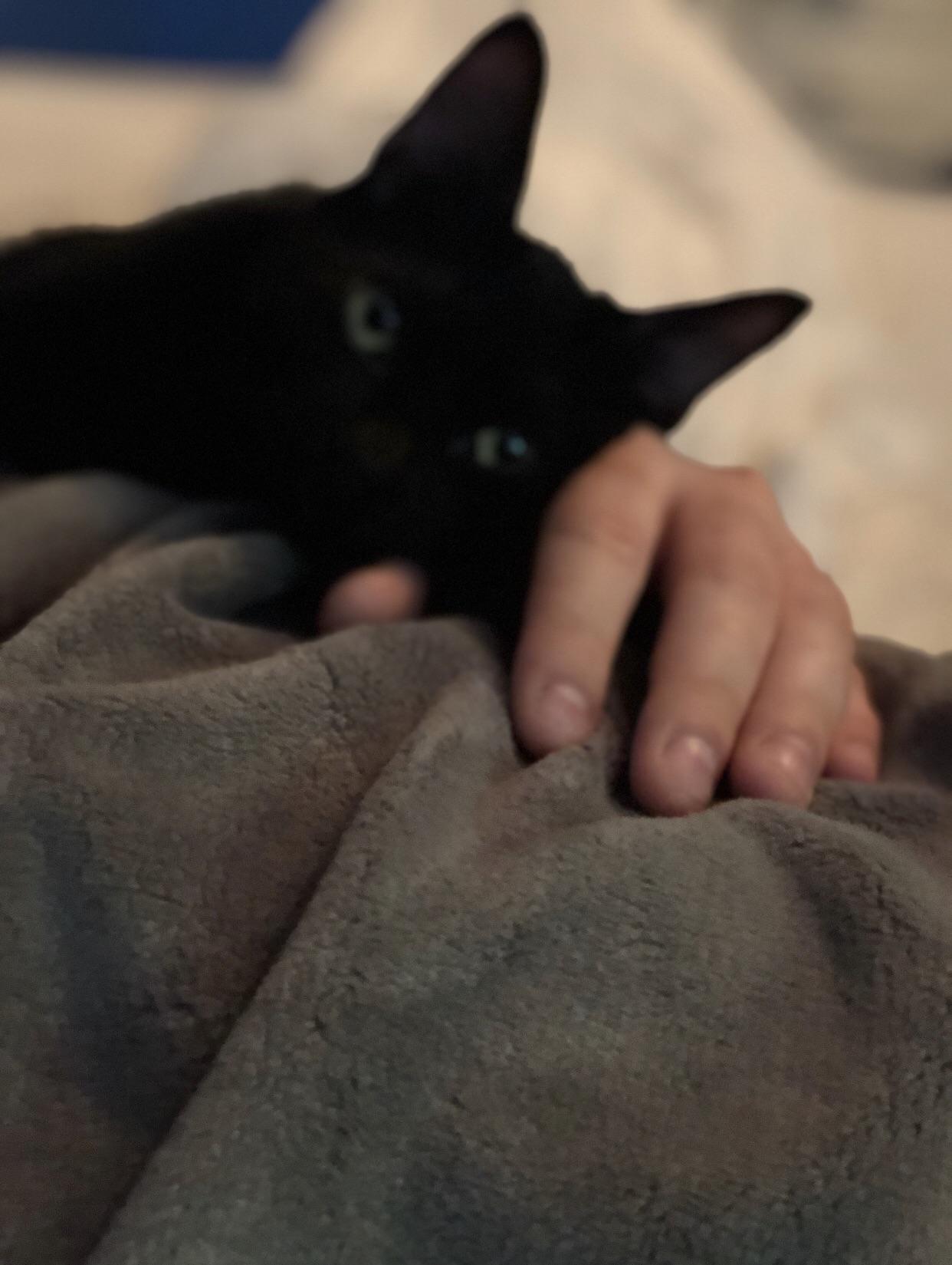 Ninja cat | Scrolller