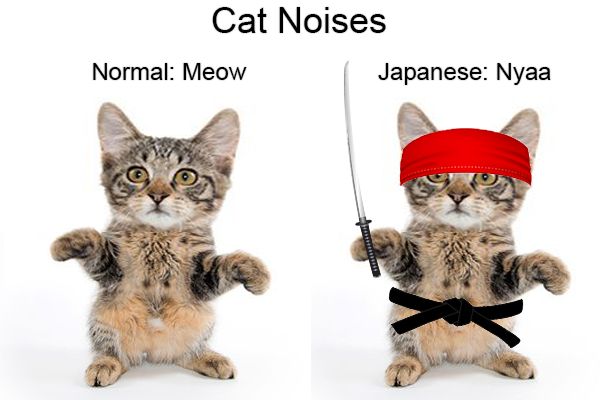 Ninja Cat go nyaa | Scrolller