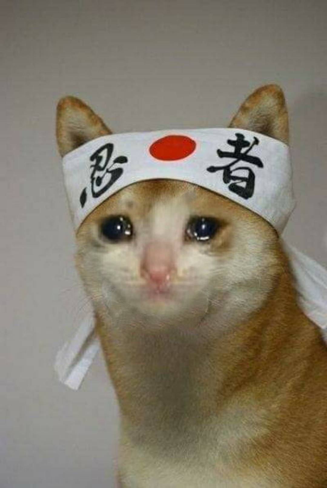 Ninja sad cat | Scrolller