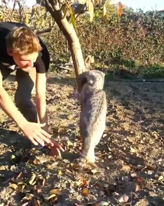 Tree hugger cat | Scrolller