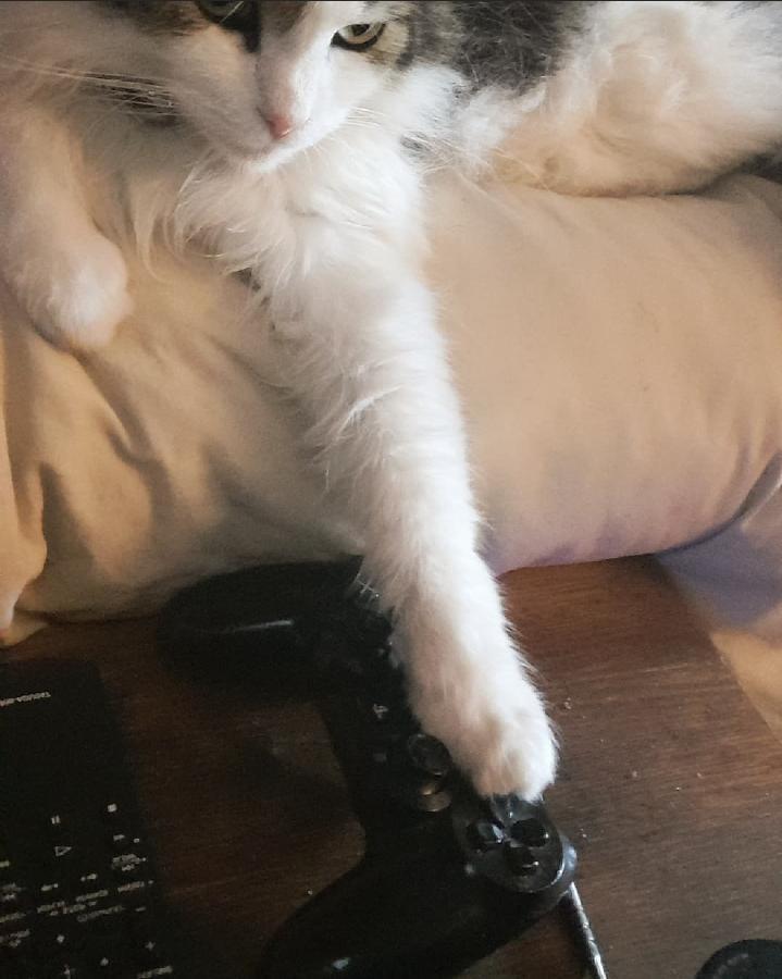 NO PLAYSTATION | Scrolller