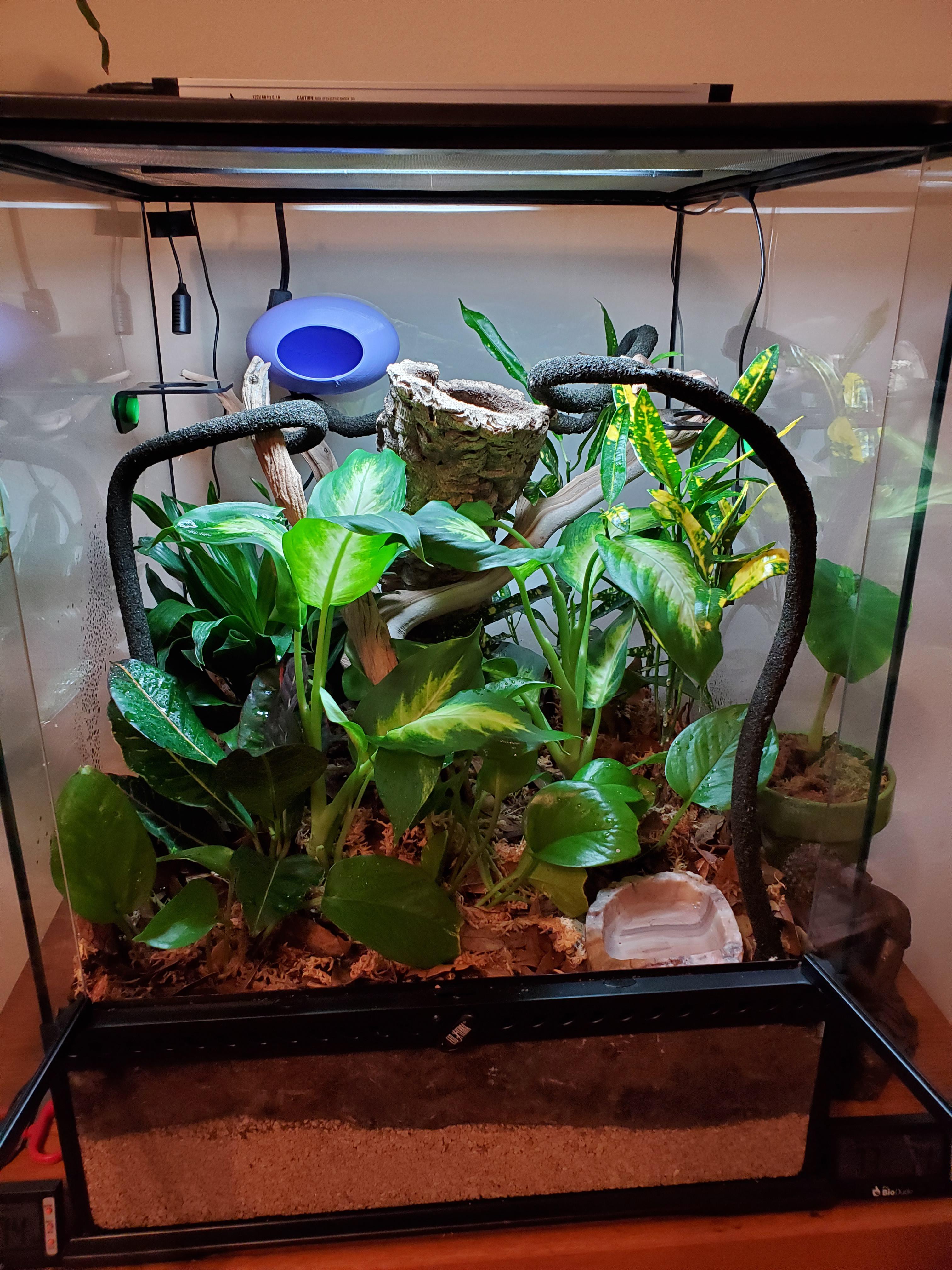 No resident yet. First timer owner and bioactive setup. | Scrolller