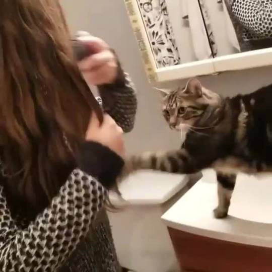 "No, stop that and brush me!" | Scrolller