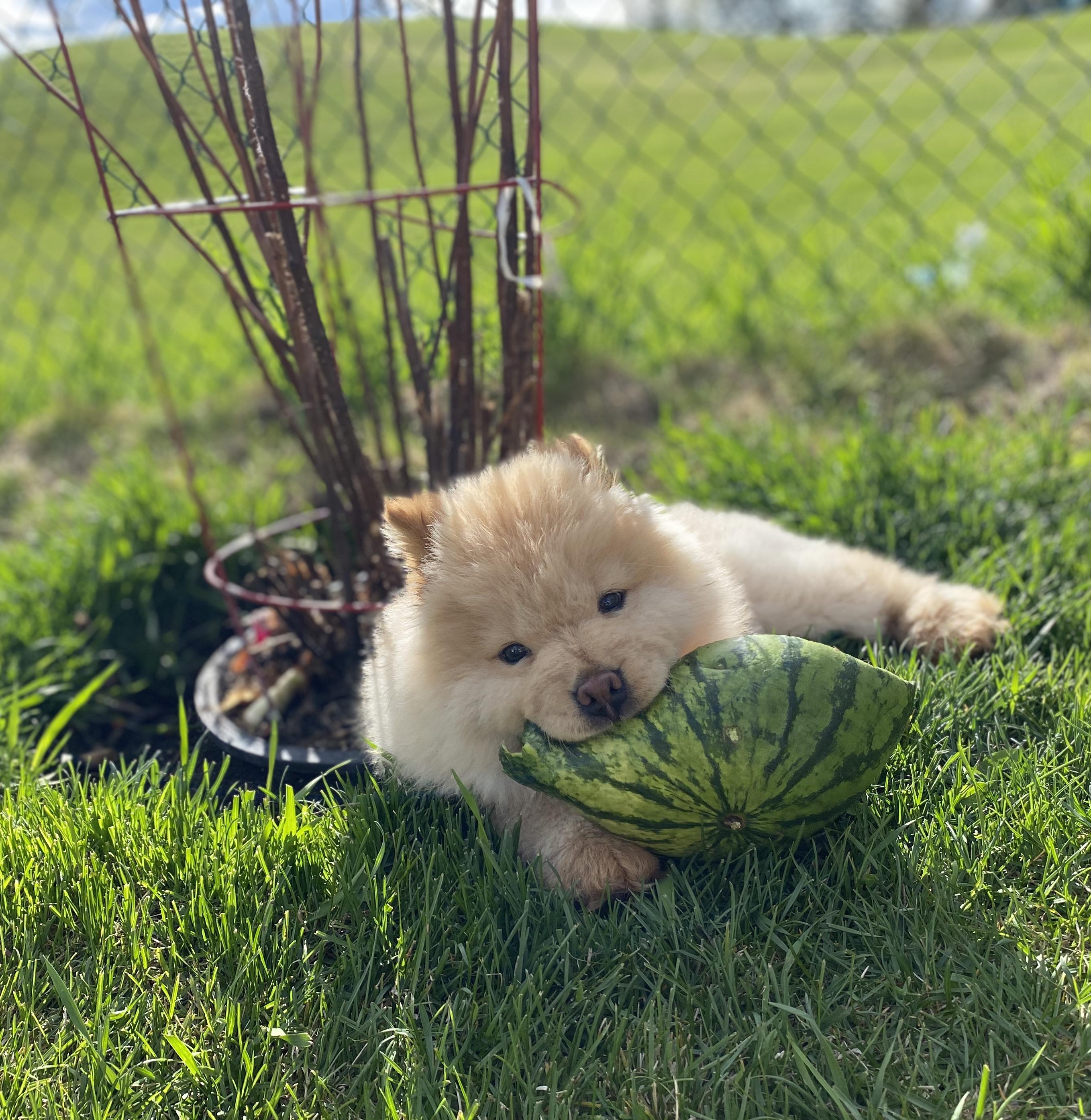 Nom nomm nommm 😋🍉 | Scrolller