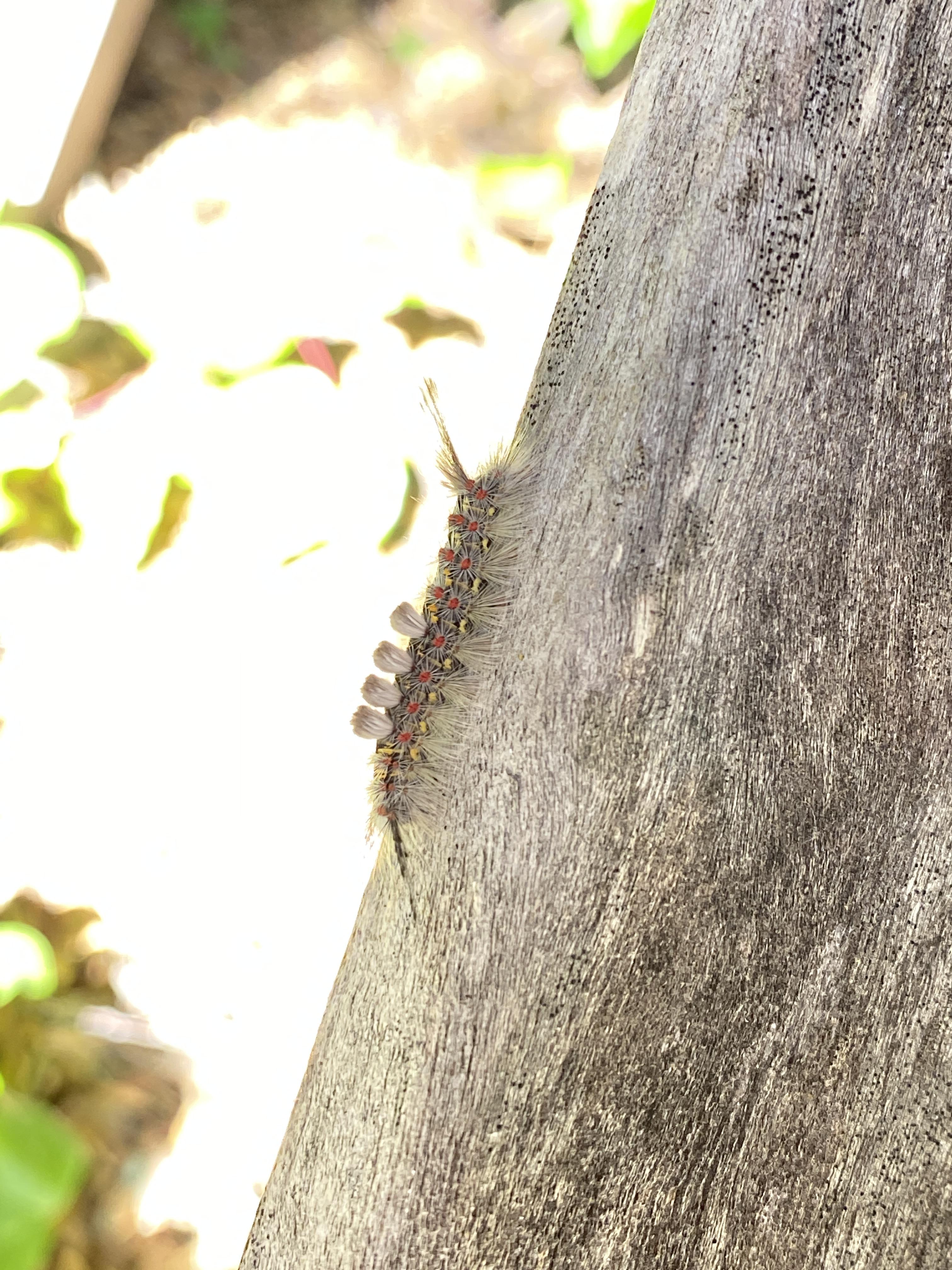 NorCal caterpillar. IDENTIFY PLEASE | Scrolller