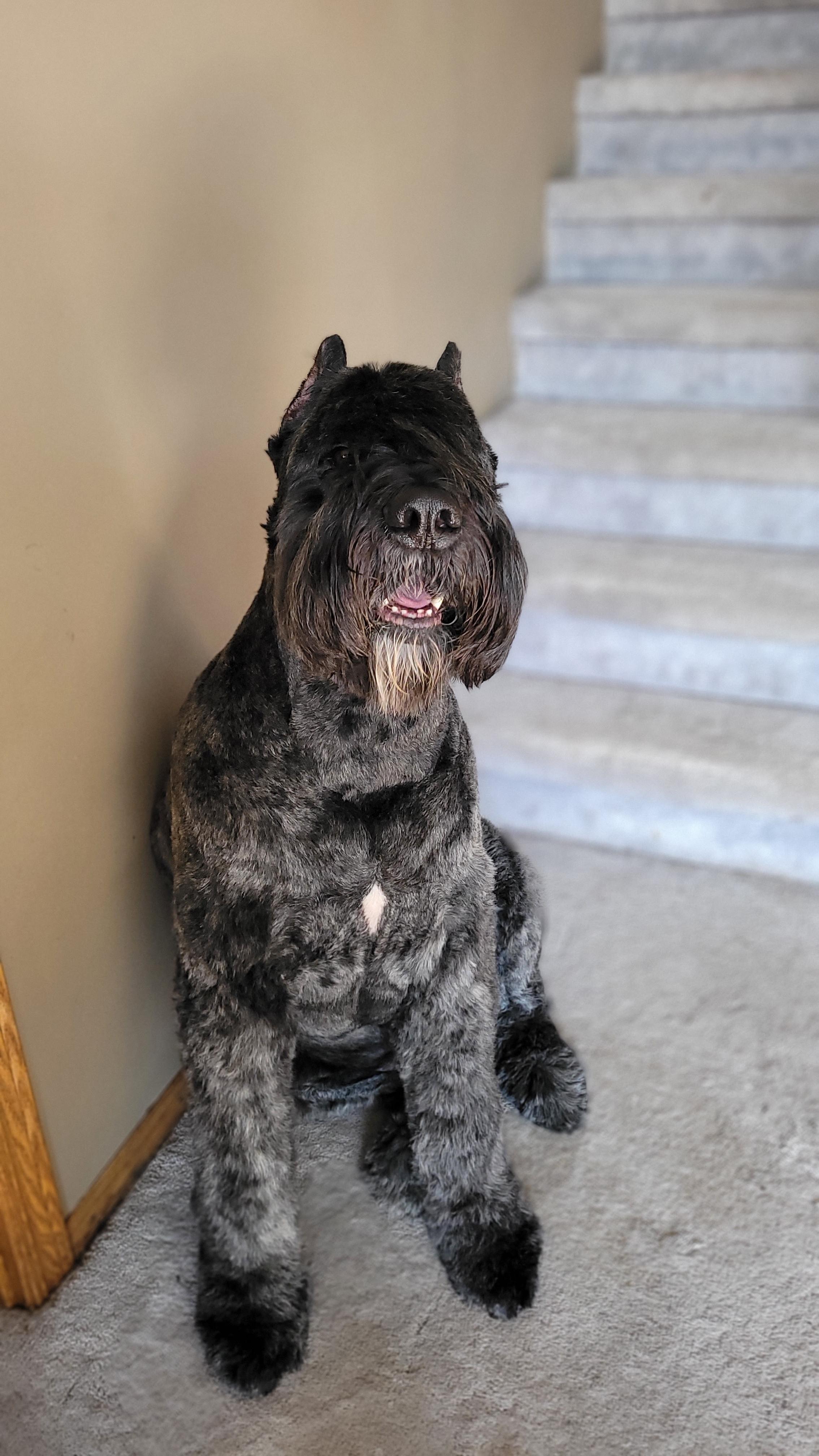 Norman aka Normie says hi! | Scrolller