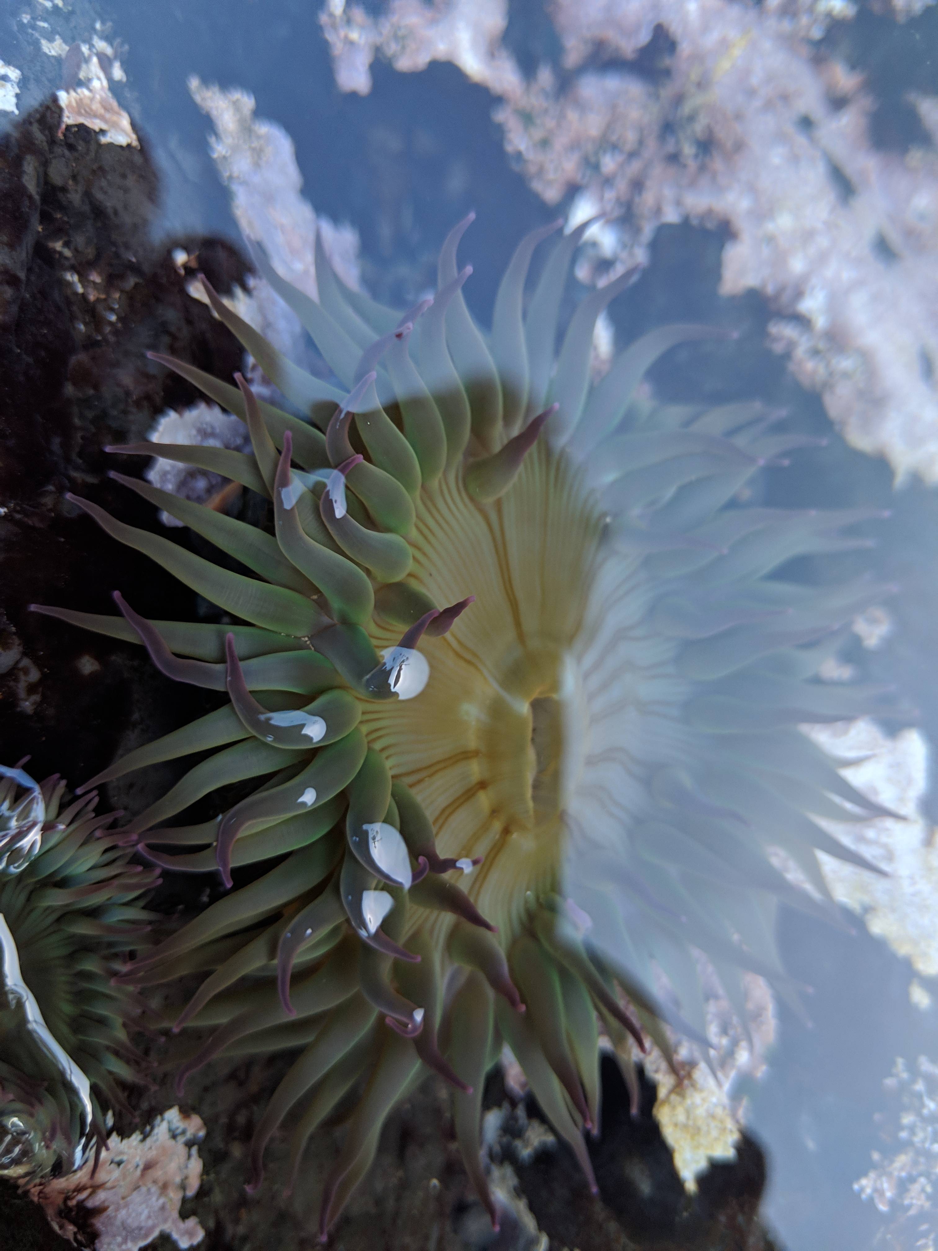 Northern California tide pools OC | Scrolller