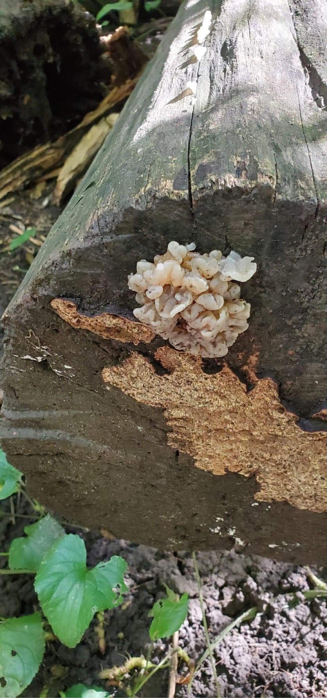 Northern Illinois | Scrolller