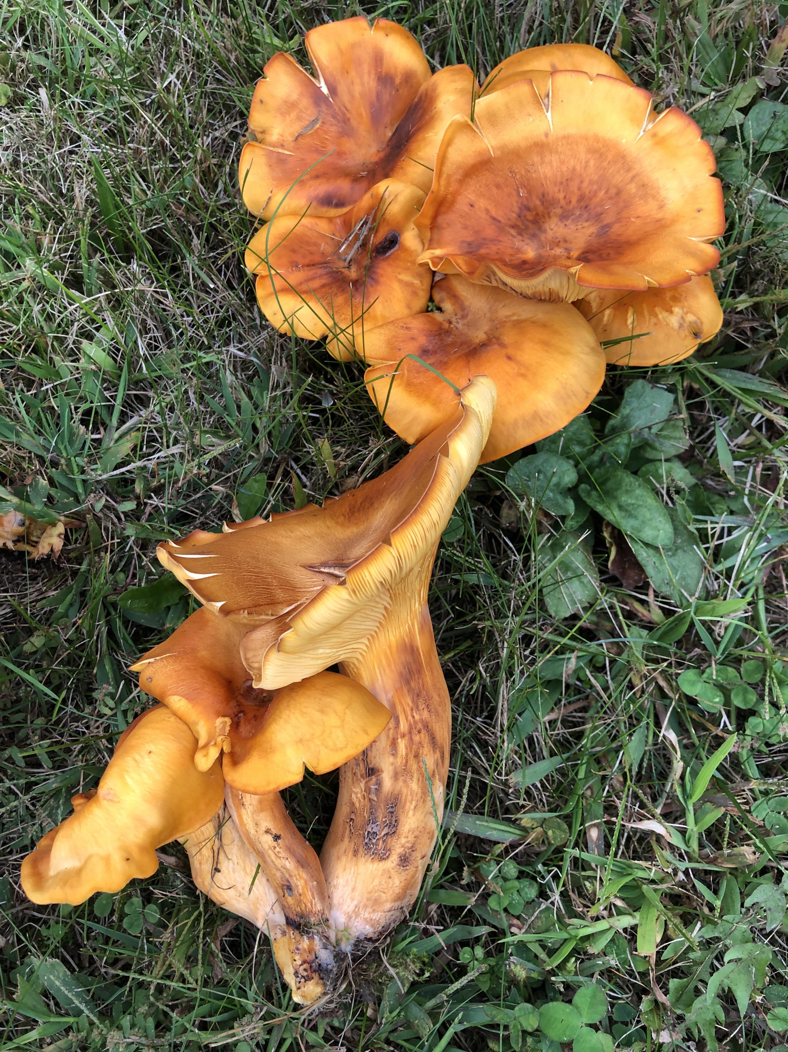 Northern Illinois | Scrolller