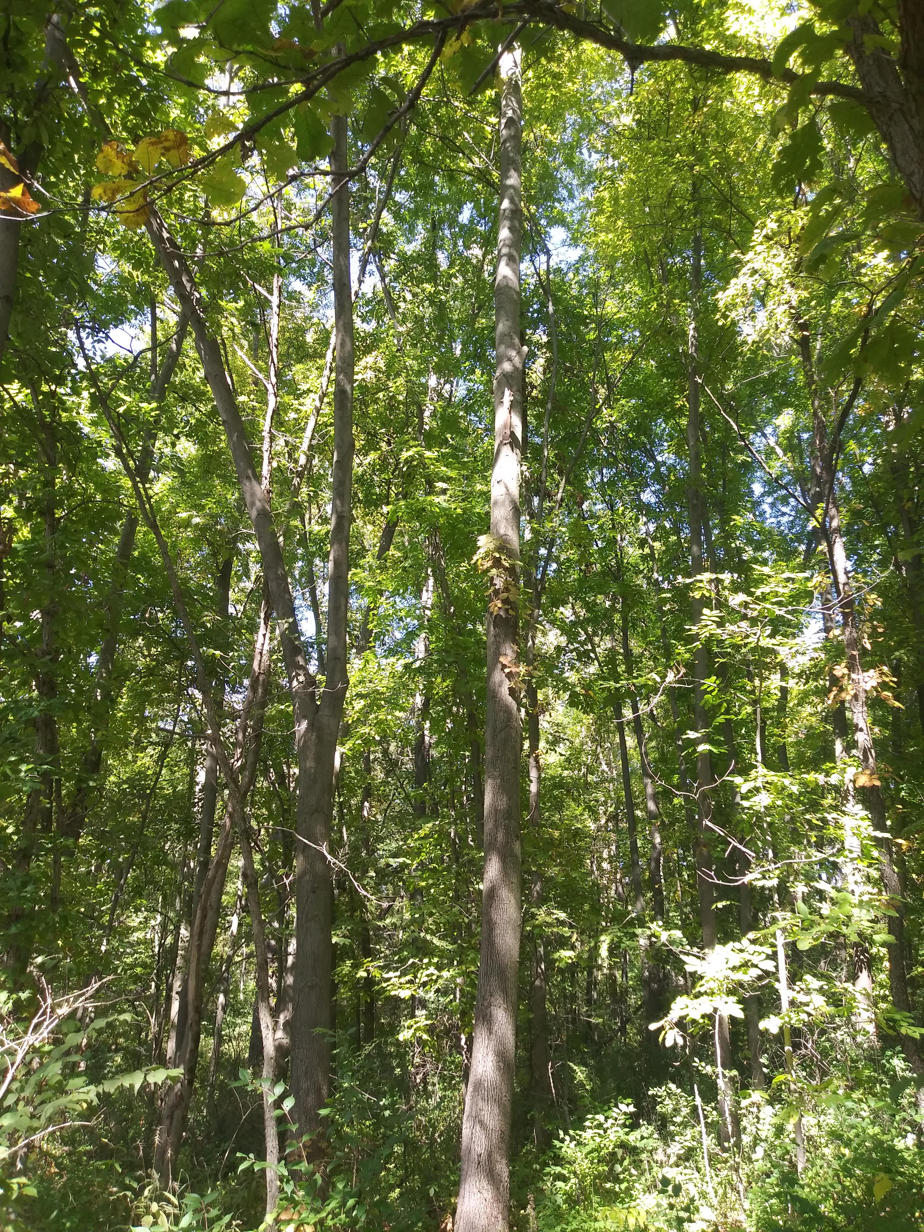 Northern Illinois, USA | Scrolller