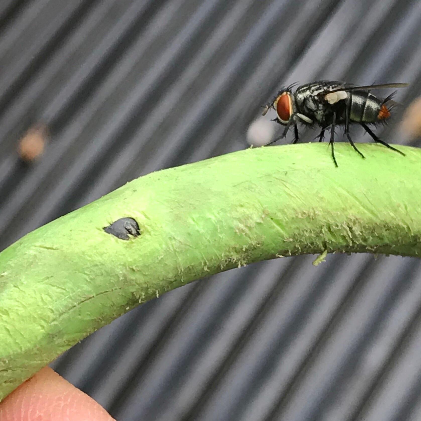 Nosy housefly. | Scrolller