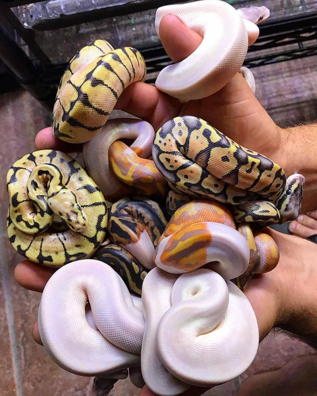 Not bad for the first season! Various ball python morphs. | Scrolller