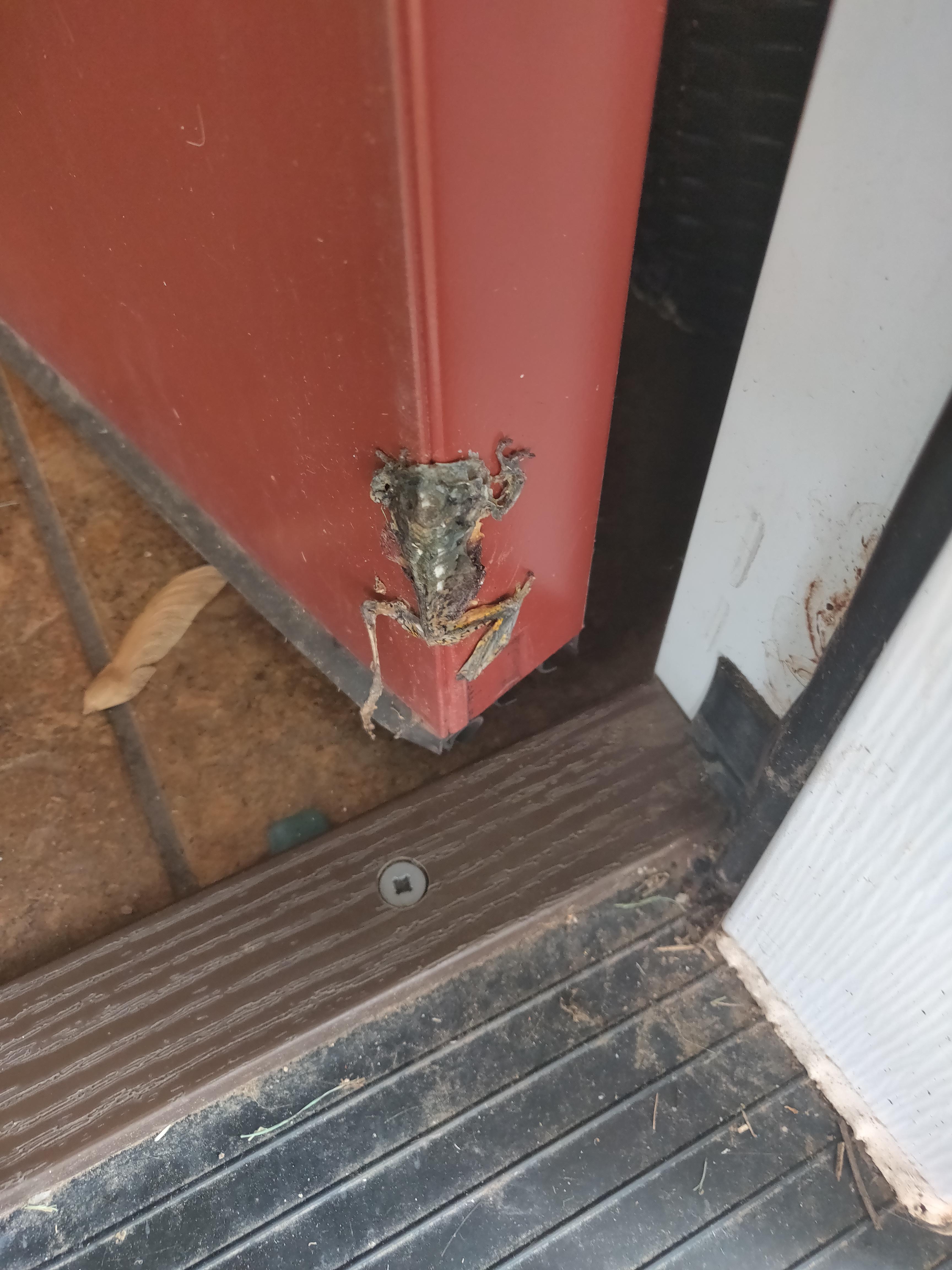 Roadkill | Pictures | Scrolller