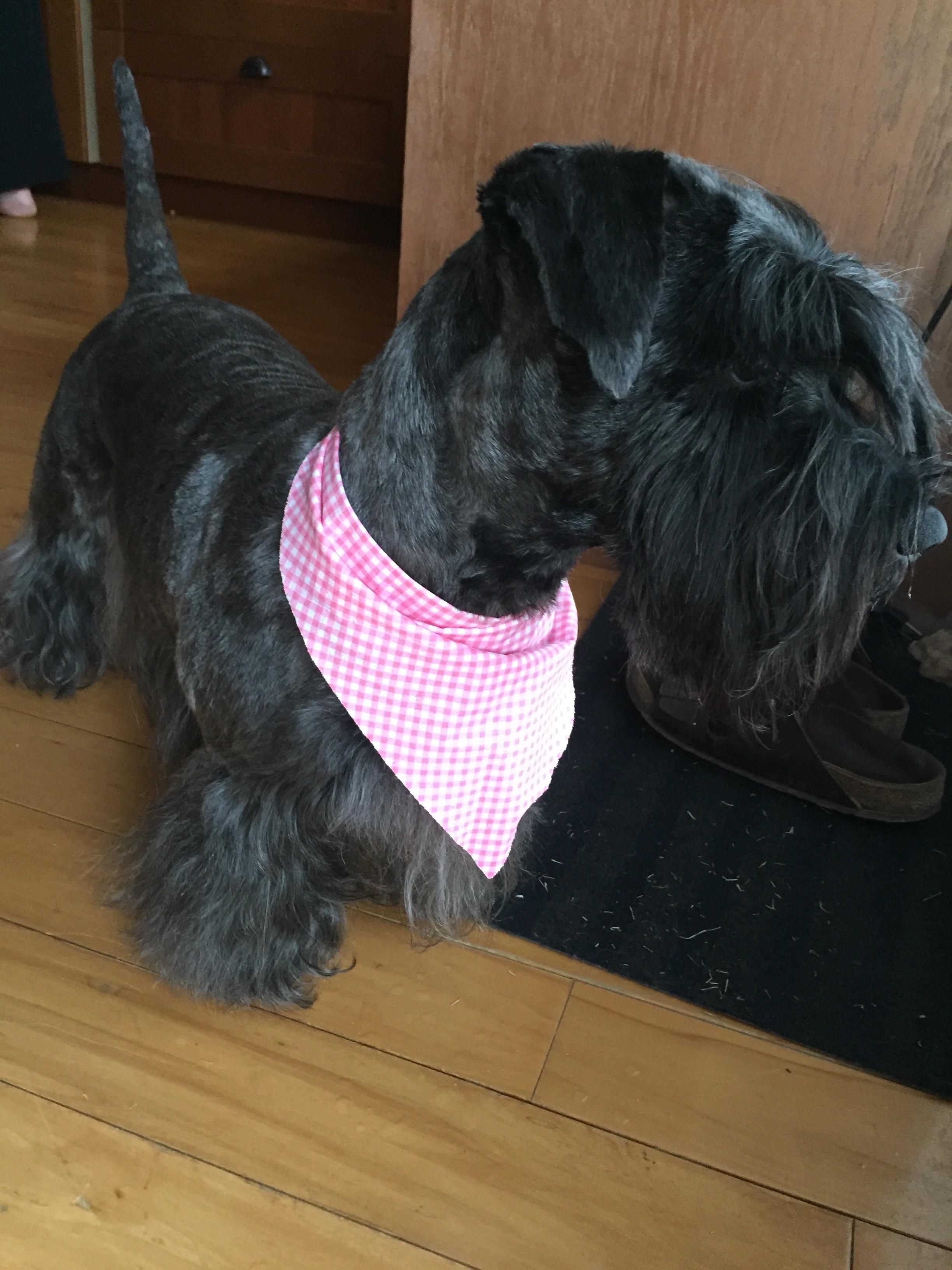 Not much better than a freshly groomed pup. Although she’s already looking for a way to get ...