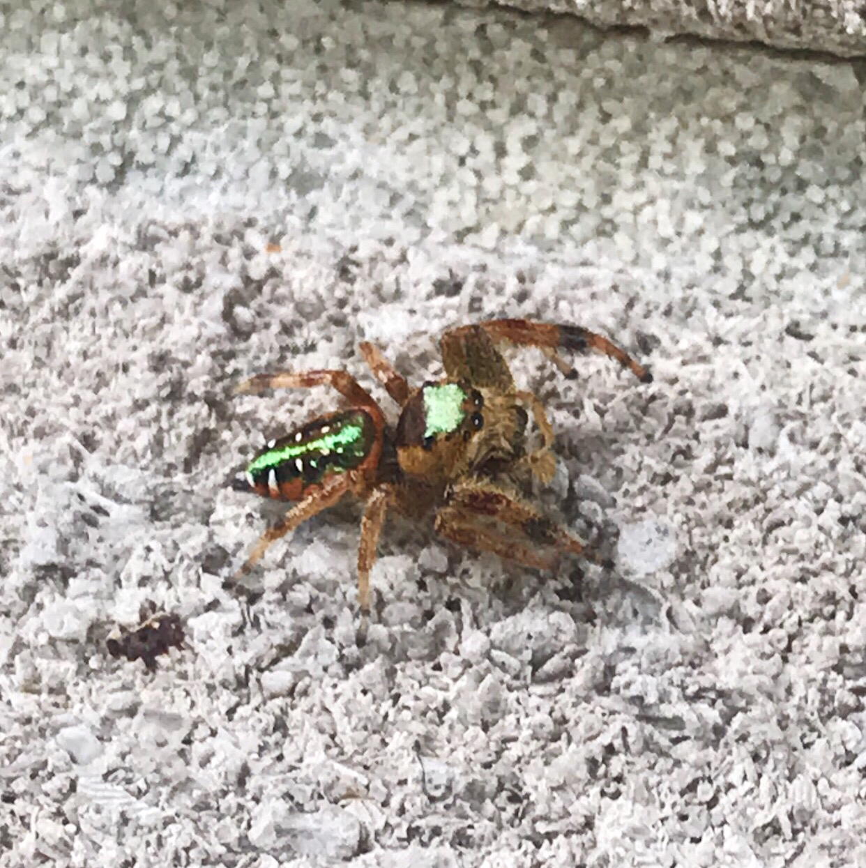 Not the best picture, but a very exciting first find for me! Paraphidippus aurantius (Emerald ...