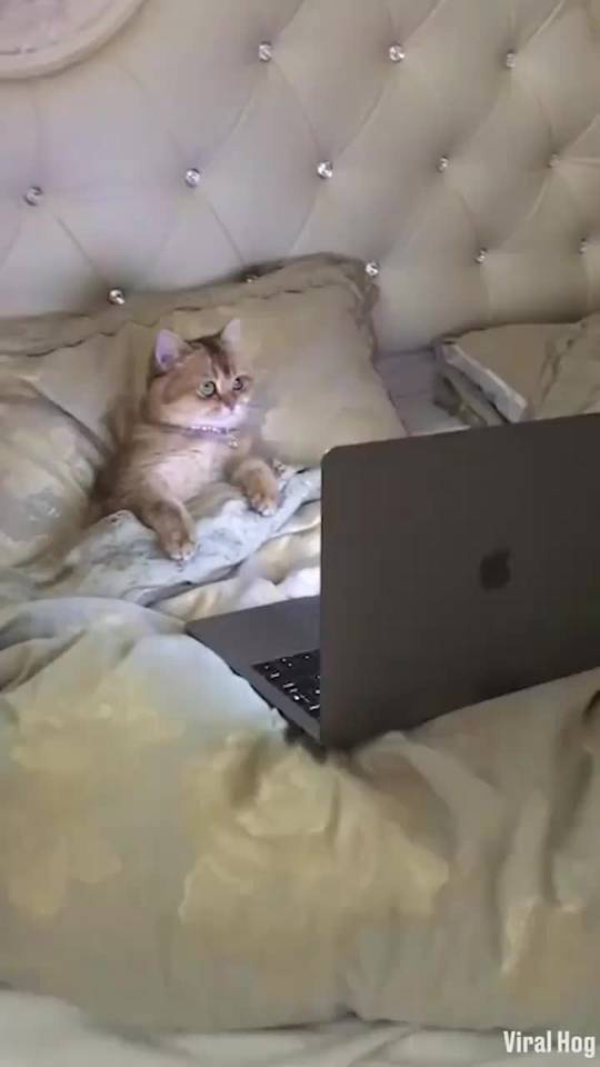 Nothing better than chilling in bed binge watching your favourite TV show... | Scrolller