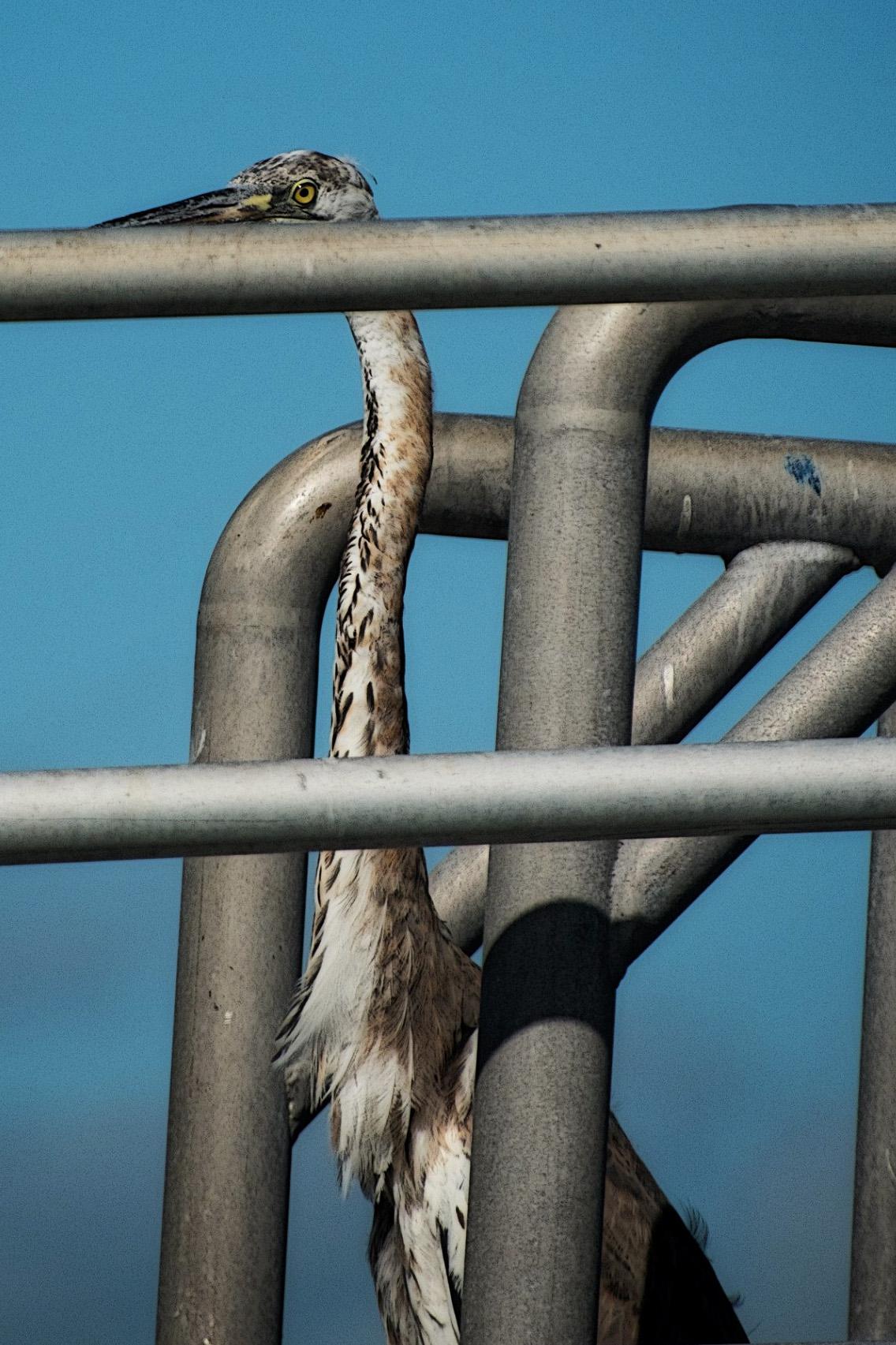 Nothing to see here. Just us pipes. | Scrolller