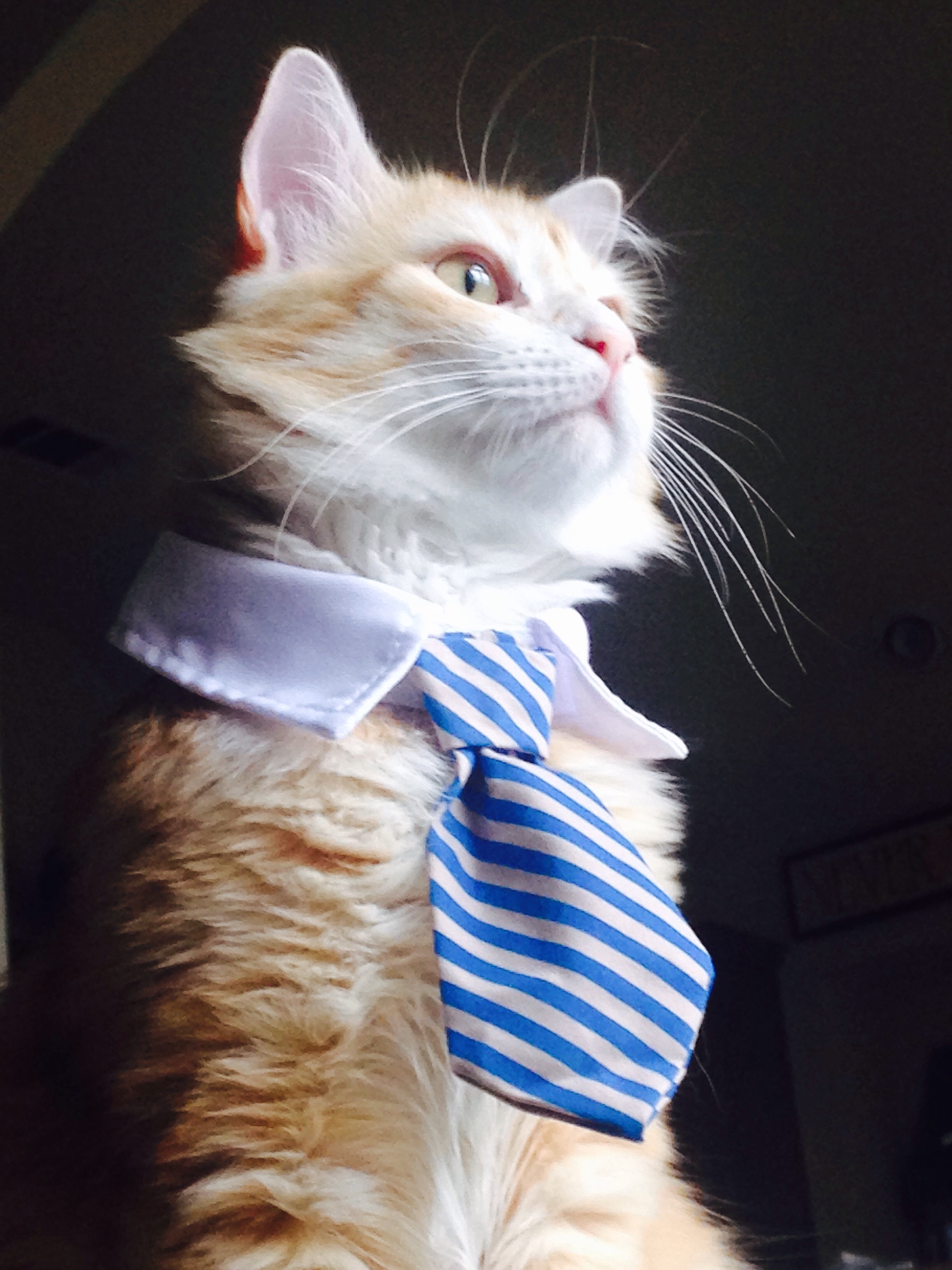Discover more like CatsInBusinessAttire: Now can you see why he's my inspiration? and Related ...