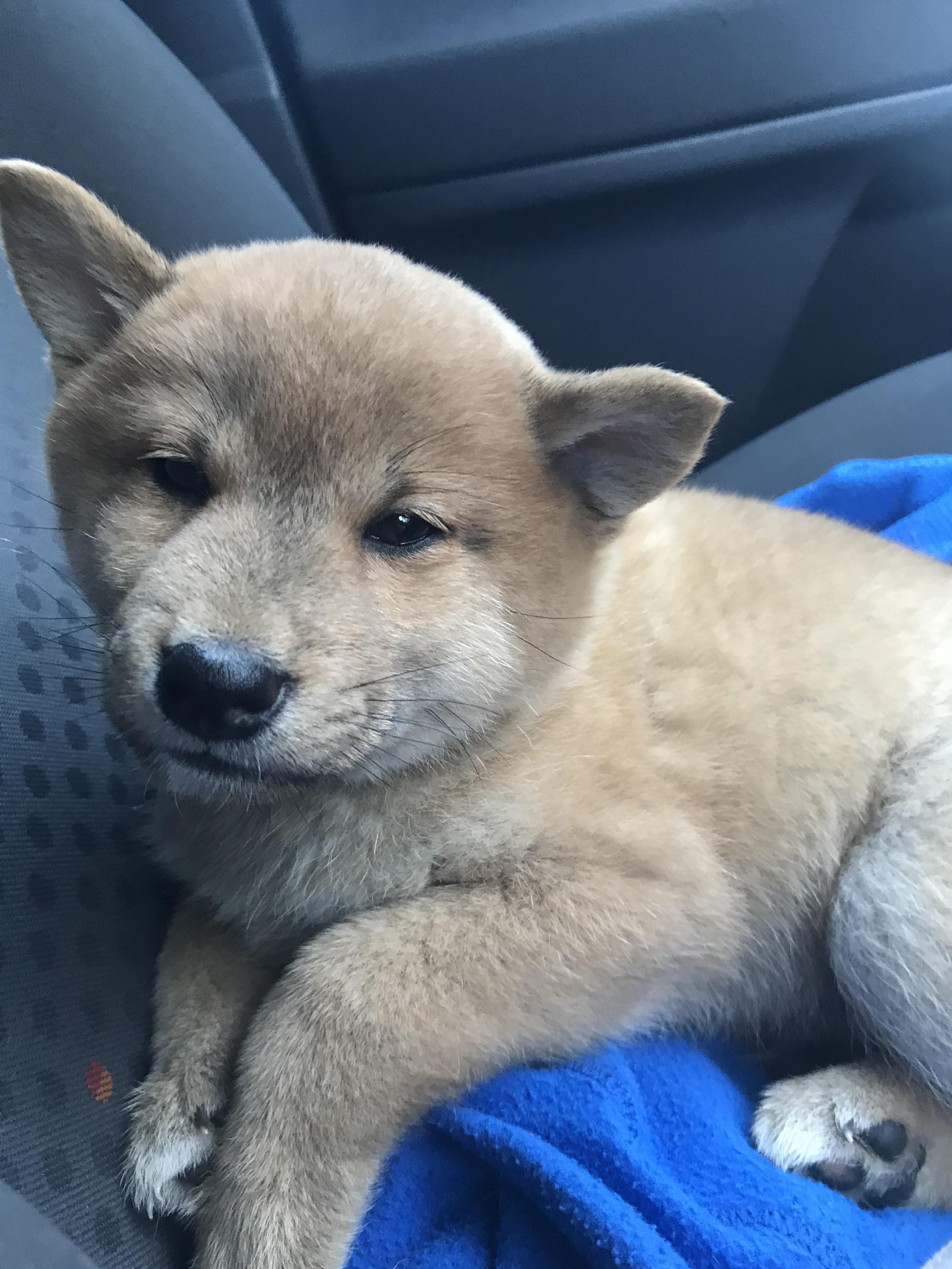 Now that’s a cute wee doggo | Scrolller