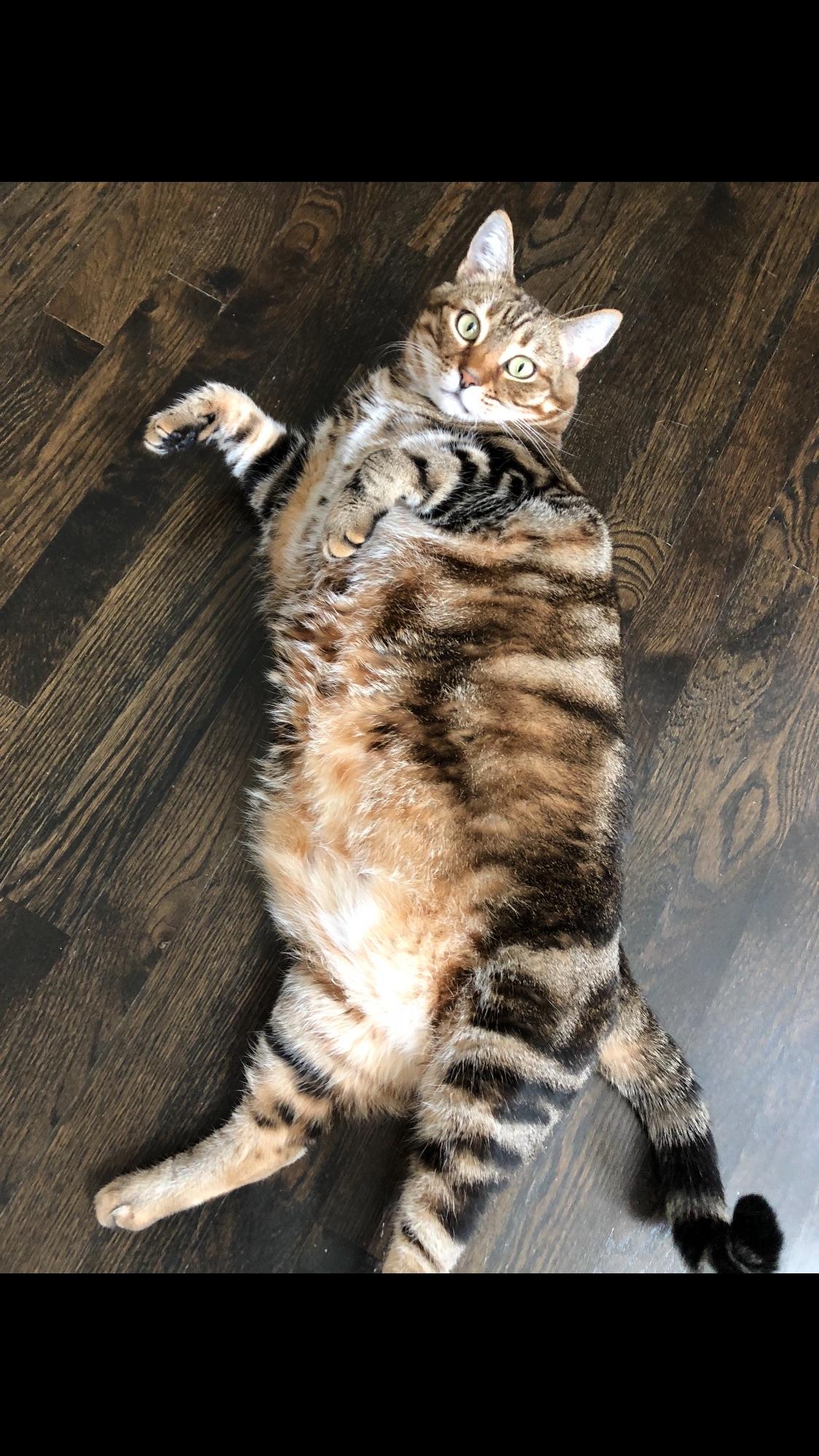 NSFW: Centerfold Ms Tabby | Scrolller