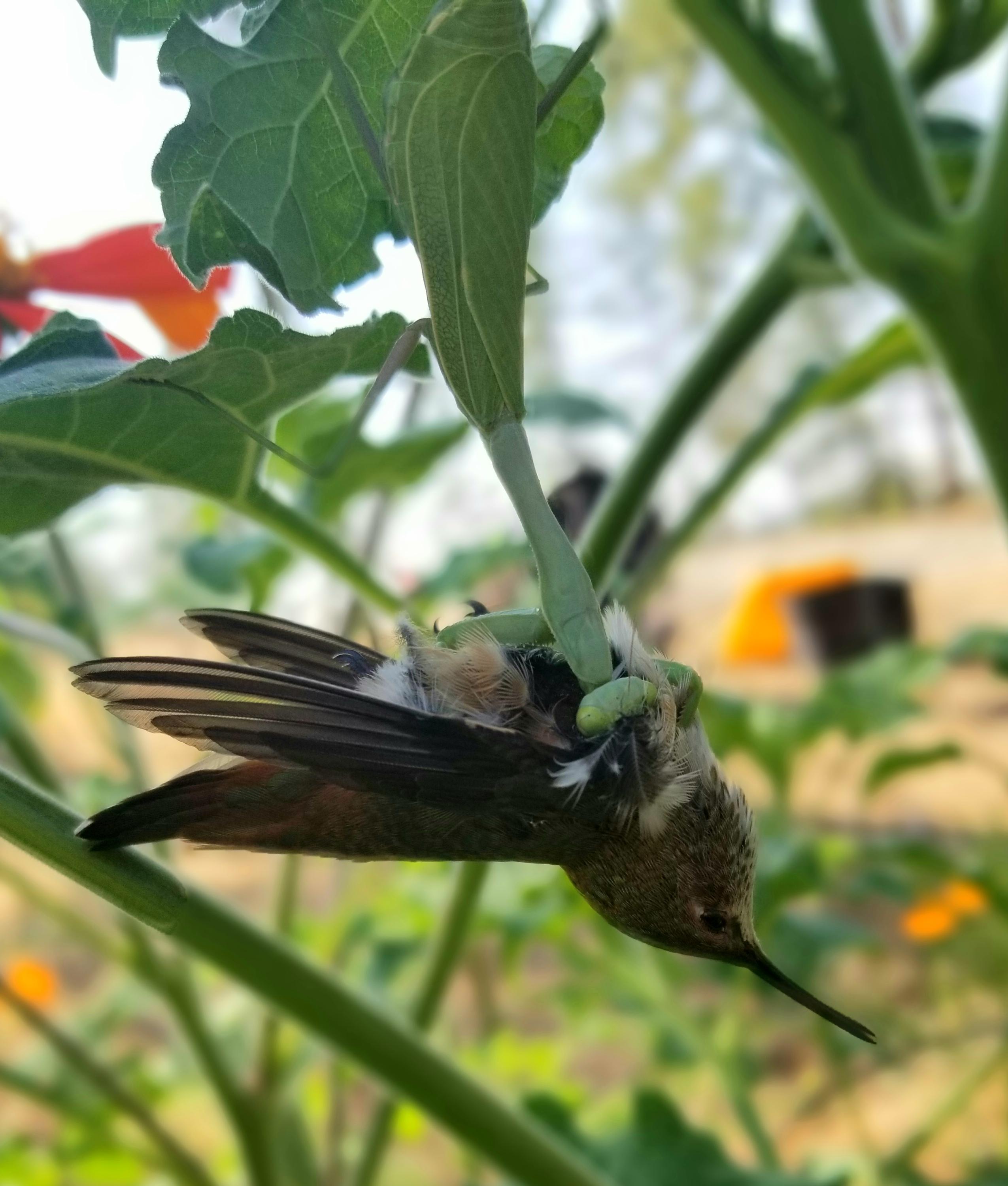 NSFW Mantis vs Hummingbird | Scrolller