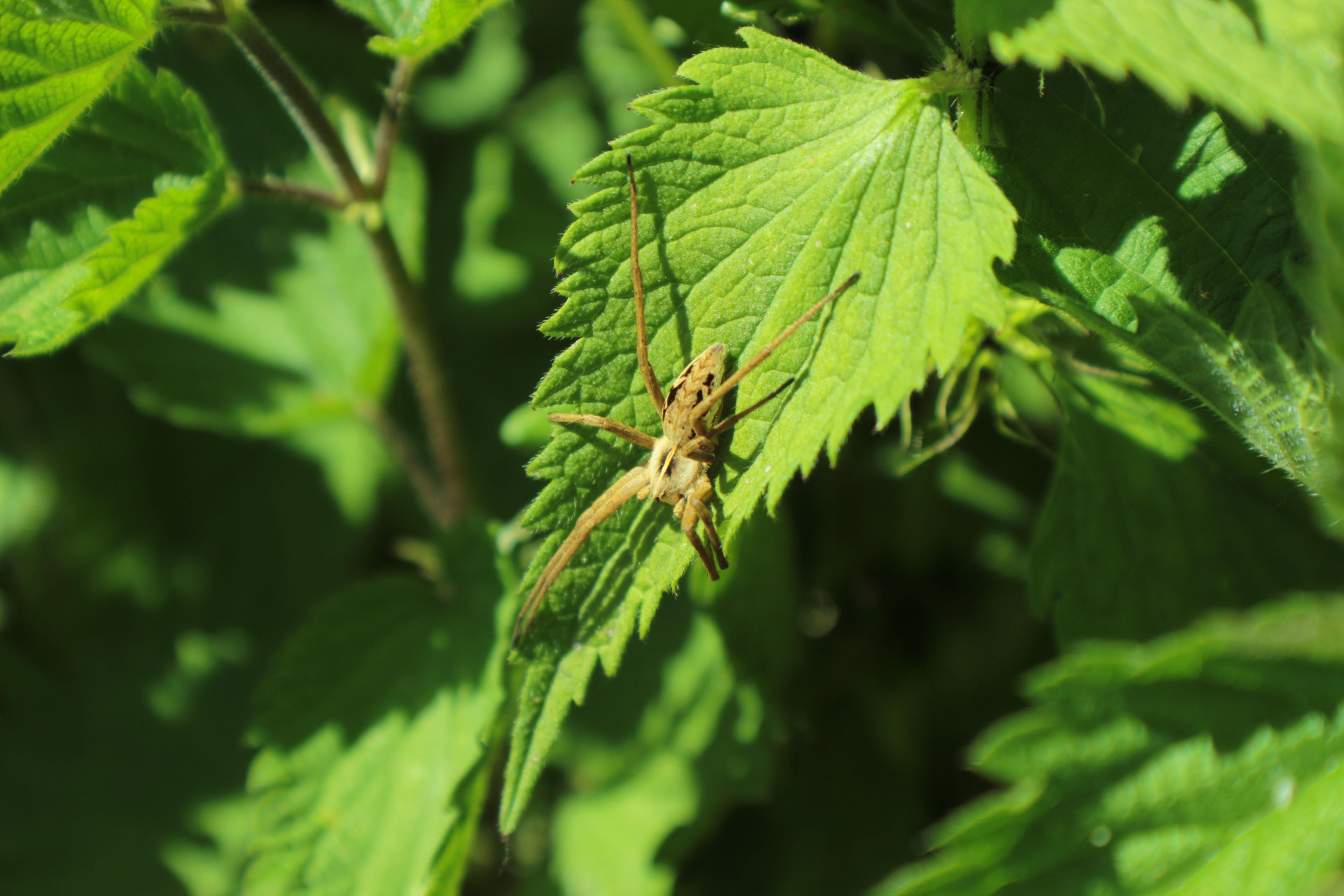 Nursery Web Spider | Scrolller