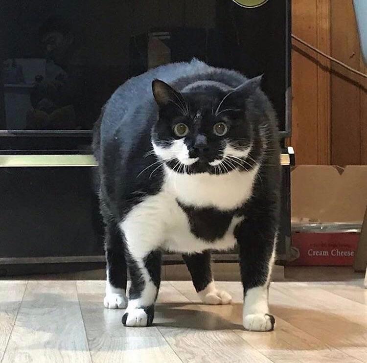 Oh lawd he posing | Scrolller