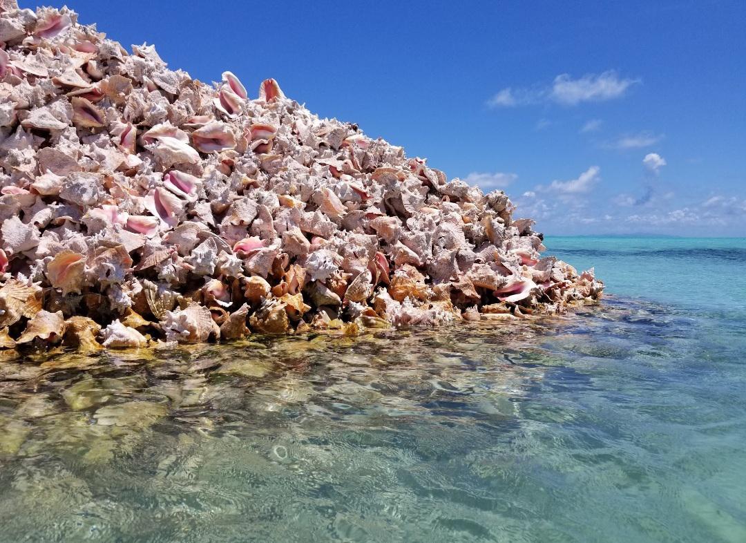 [OC] Anegada, BVI - Does this count as a beach? 🤷‍♀️ | Scrolller