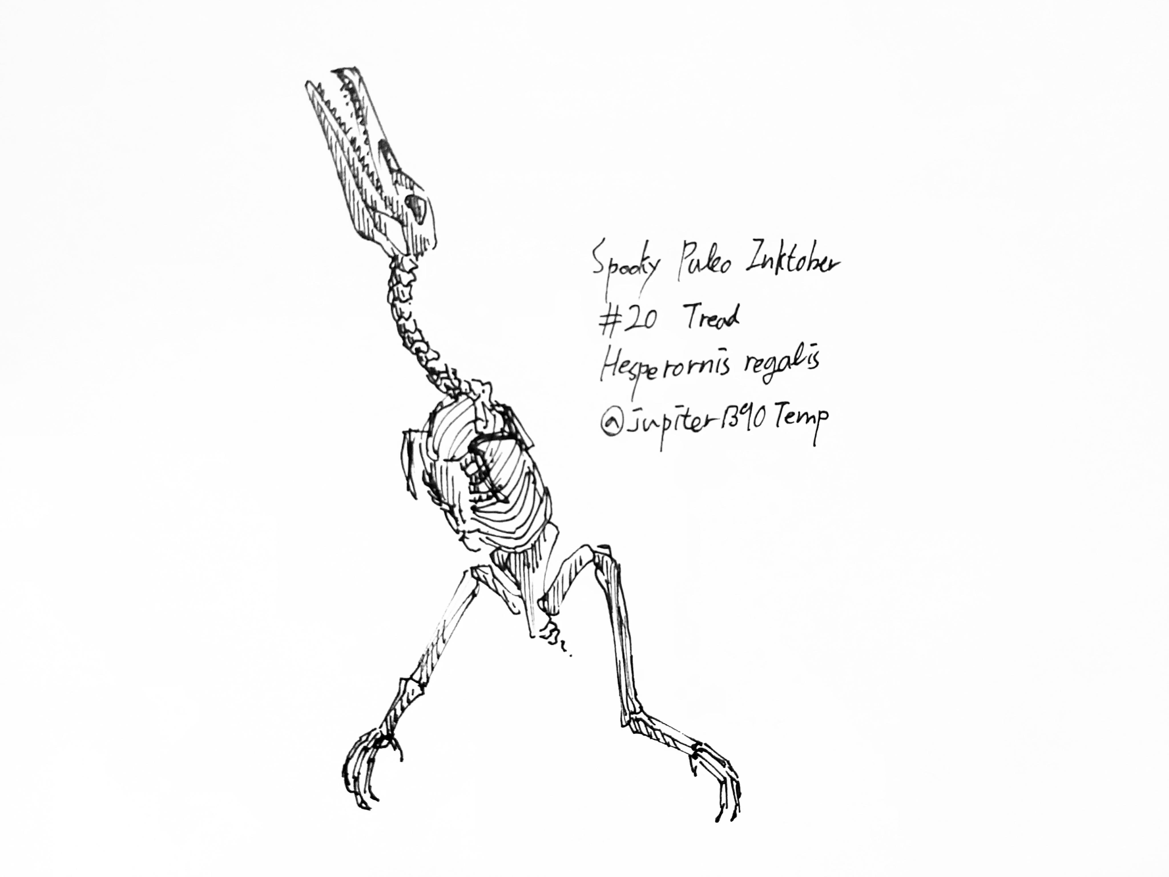 [OC] Inktober day 20 Tread: "Just your neighbourhood hesperornis treading in water, nothing to ...