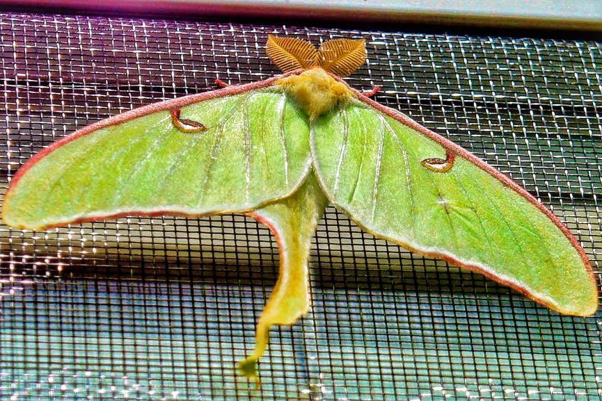 [OC] Luna Moth 🌛🦋 | Scrolller