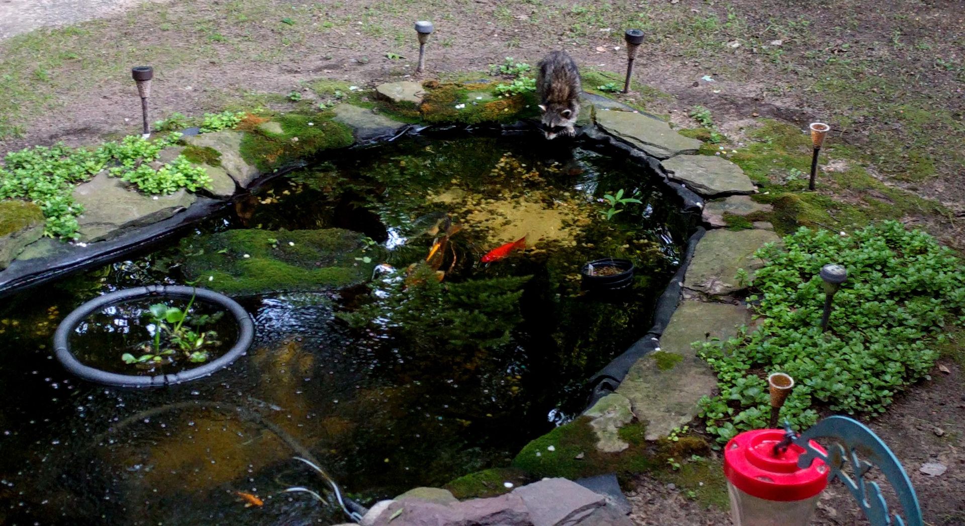 [OC] Racoon baby drinking from the koi fish pond. NW Ohio | Scrolller