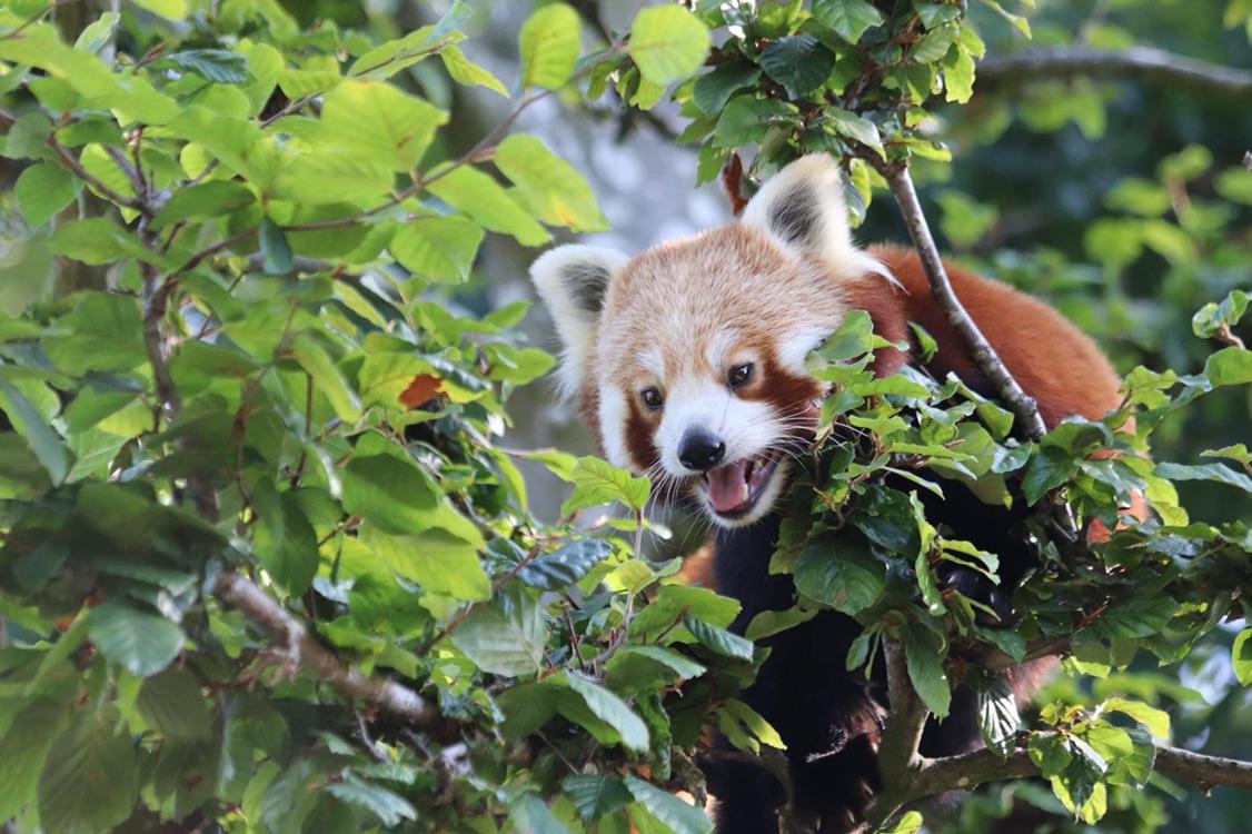 [OC] Red panda at the zoo | Scrolller