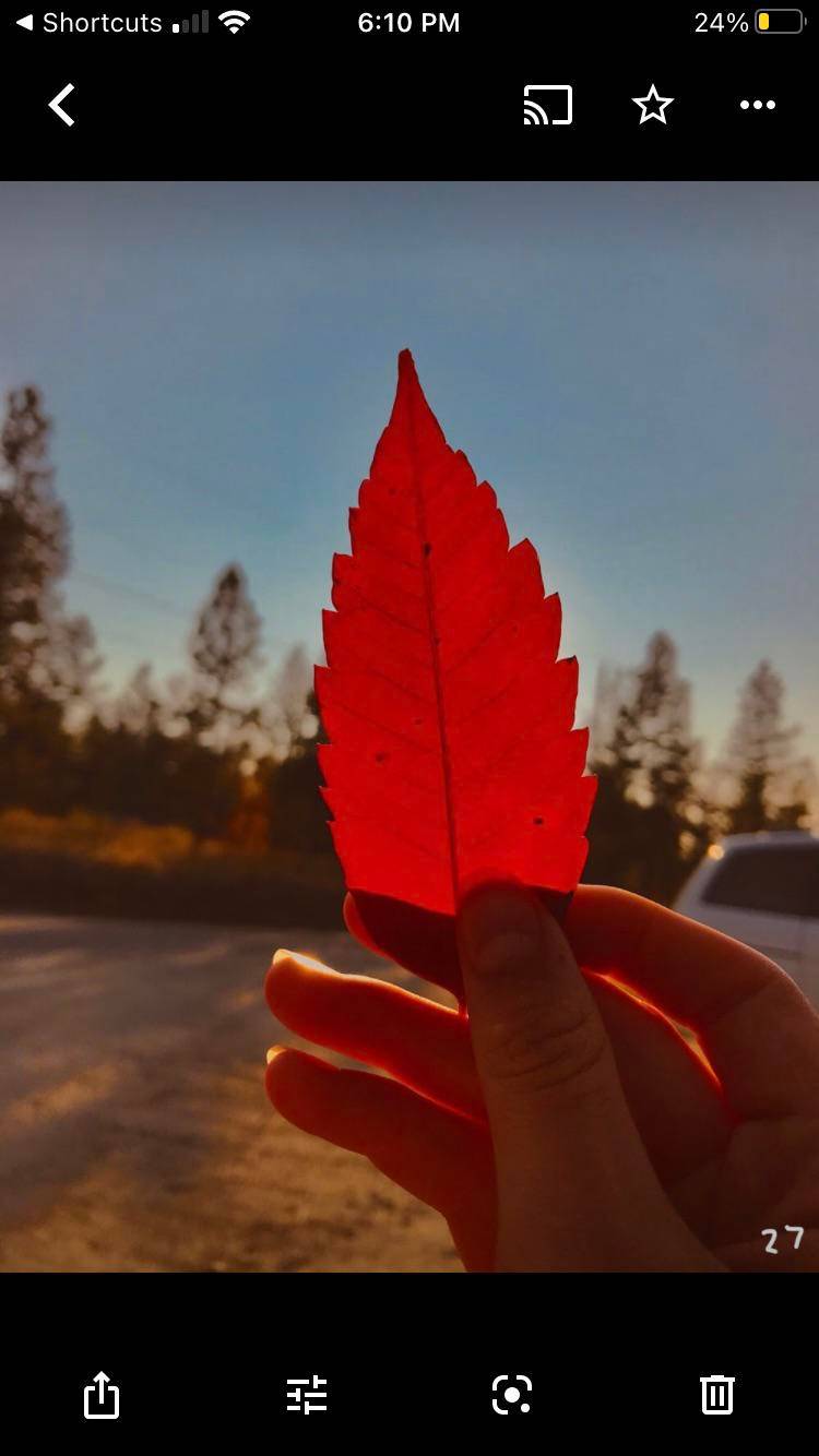 [OC] The leaf was just so saturated and red!!! I had to take a pic. Okanagan, BC | Scrolller