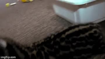 Ocelot kitten | Scrolller
