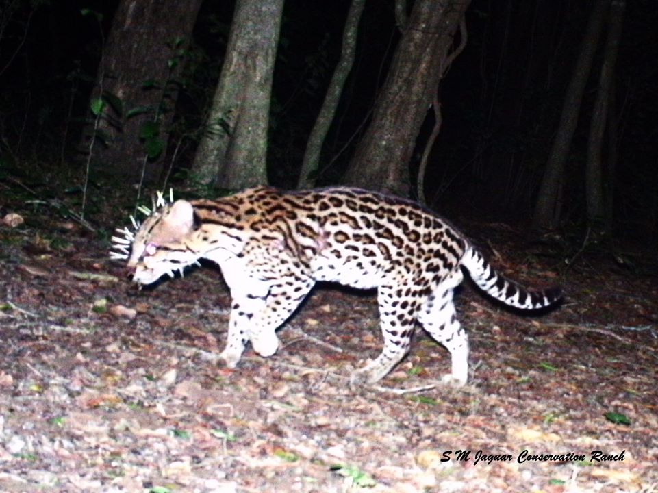 Ocelot that attacked a porcupine | Scrolller
