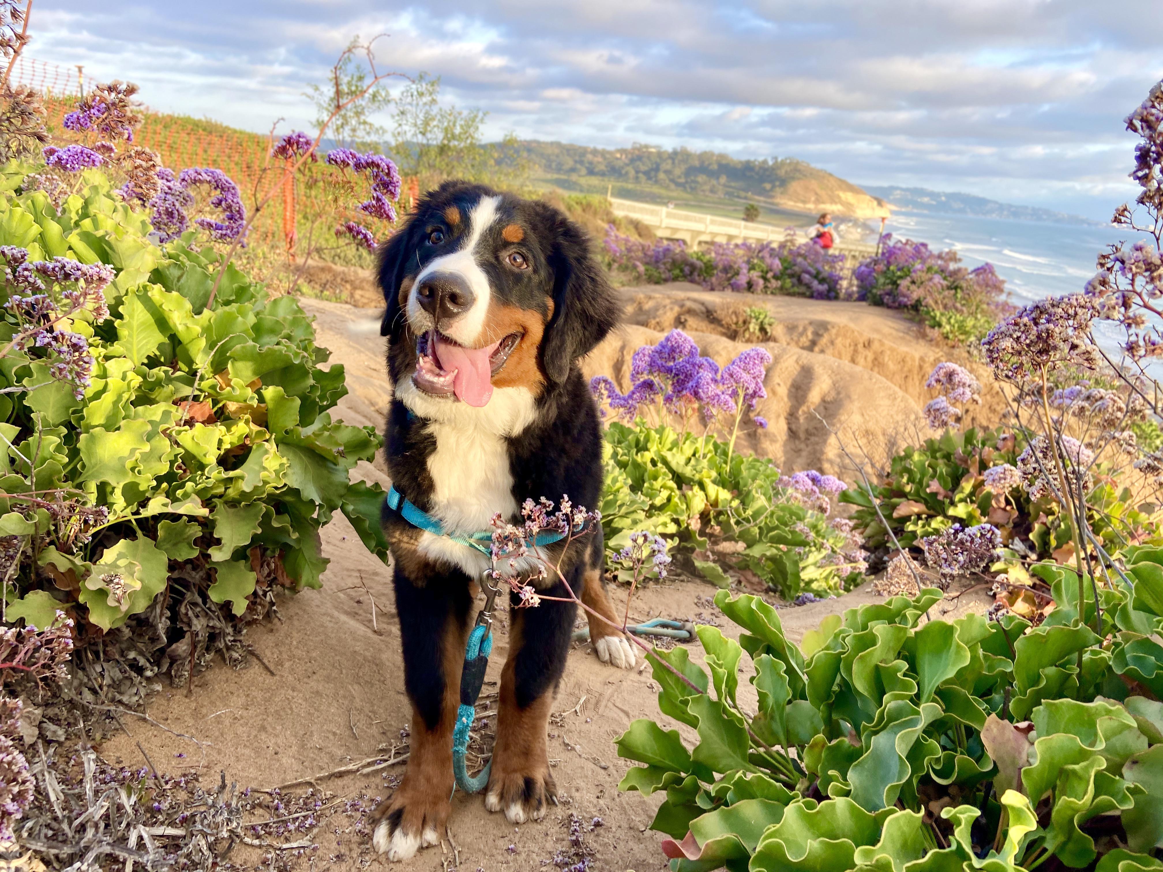 Odinthebmd in love with Torrey Pines | Scrolller