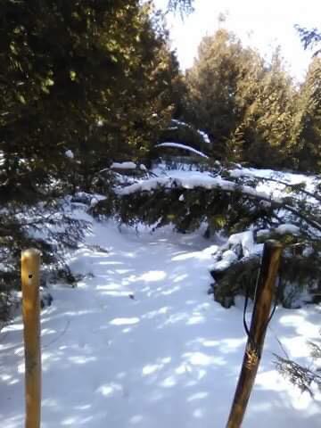 Off trail..knee deep ..Northern Michigan | Scrolller