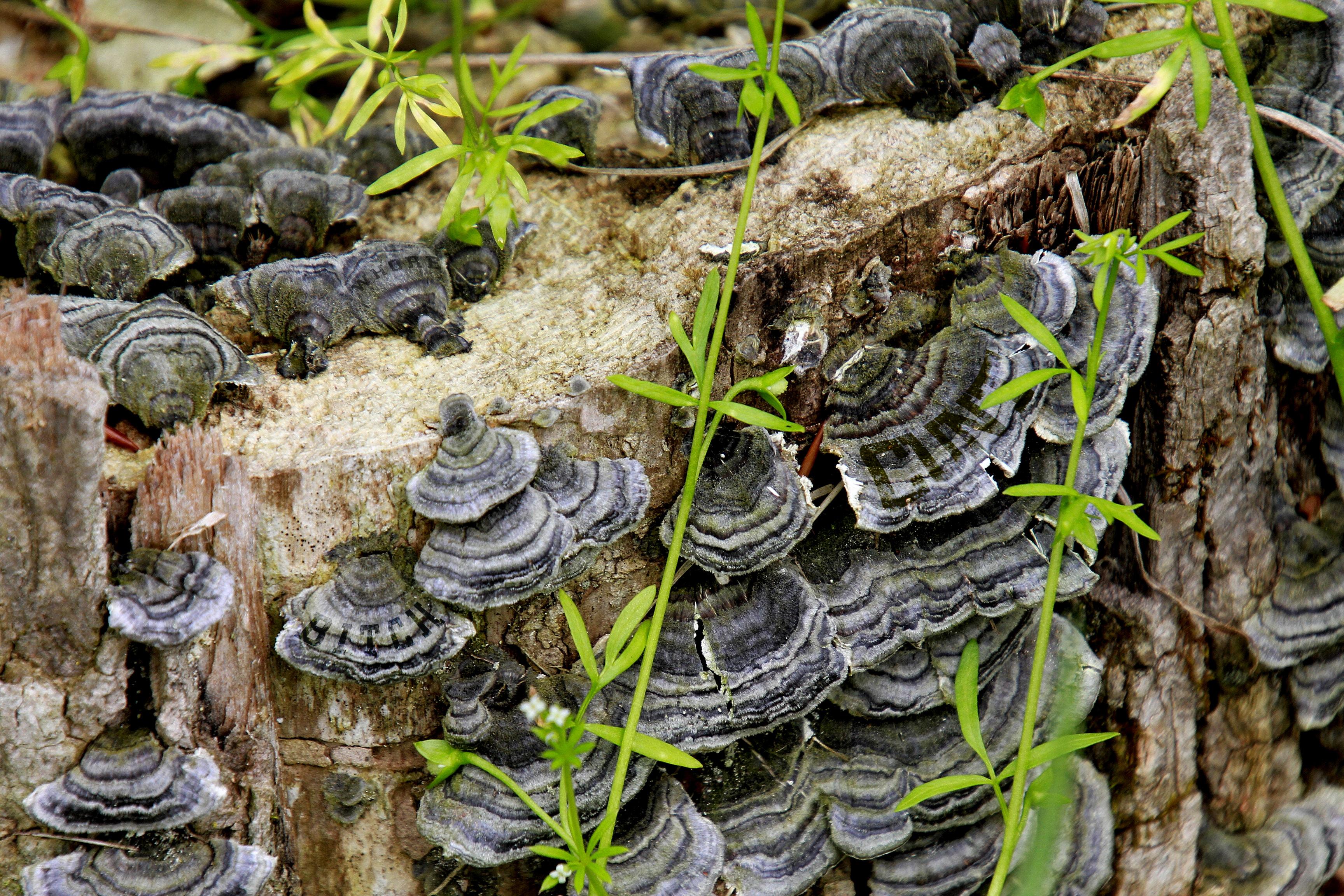 Offensive Mycelium | Scrolller